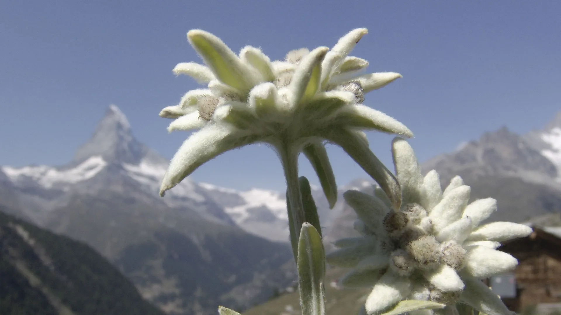 Edelweiss : Comment faire pousser l'étoile des Alpes dans votre jardin ...