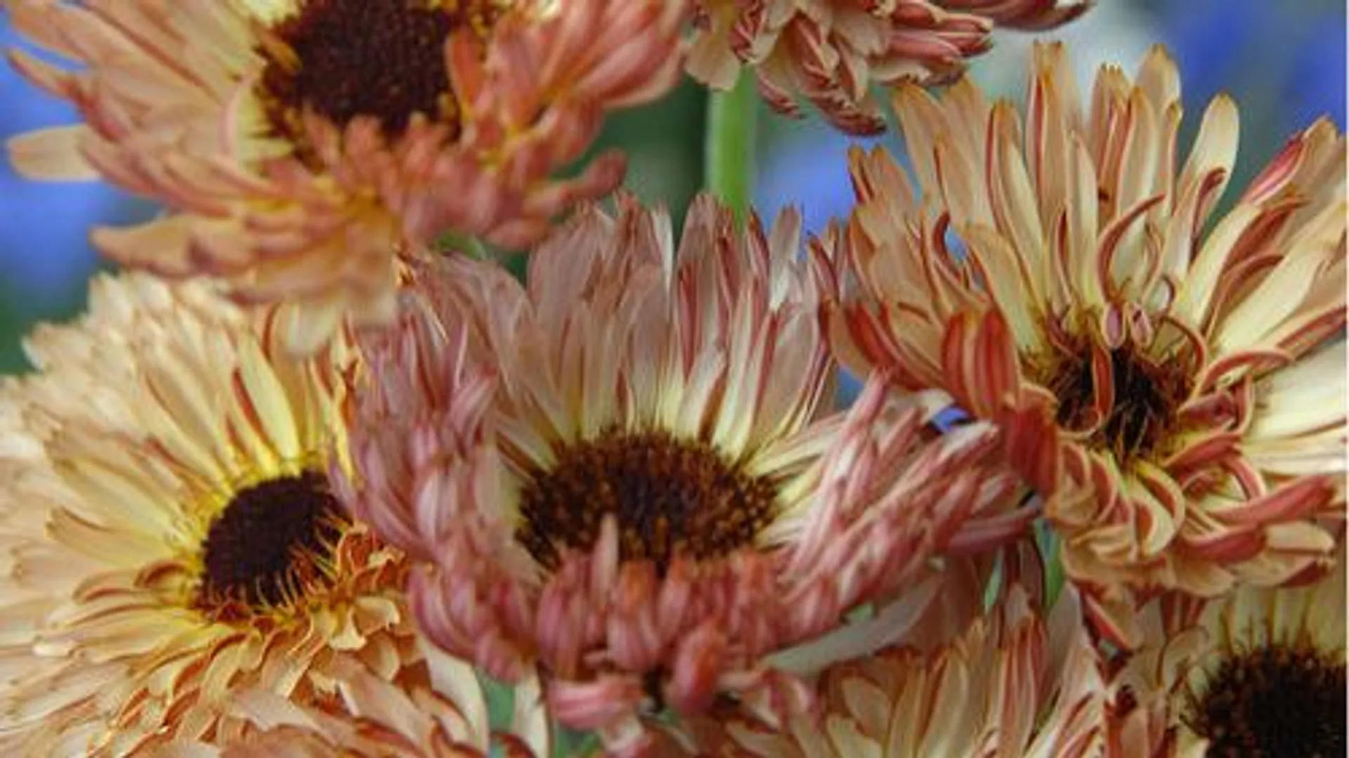 Francis Peeters : Calendula officinalis 'Touch of Red Buff'