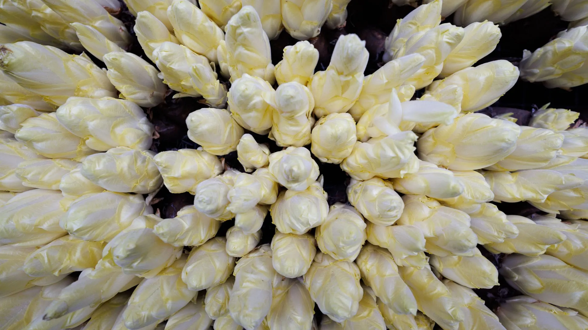 Le chicon, un légume d’hiver aux nombreux bienfaits pour la santé ...