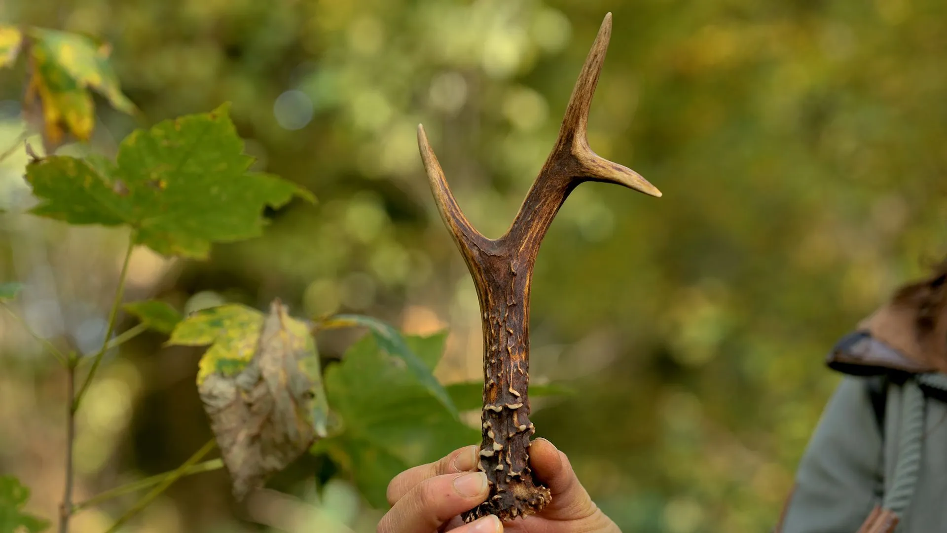 7 conseils pour partir sur la piste du chevreuil - RTBF Actus