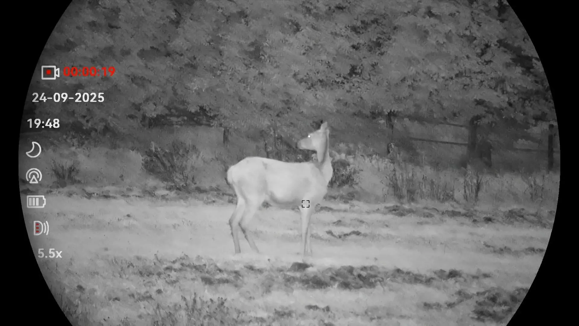 Les loups de la forêt d’Anlier : notre enquête sur les risques pour les ...