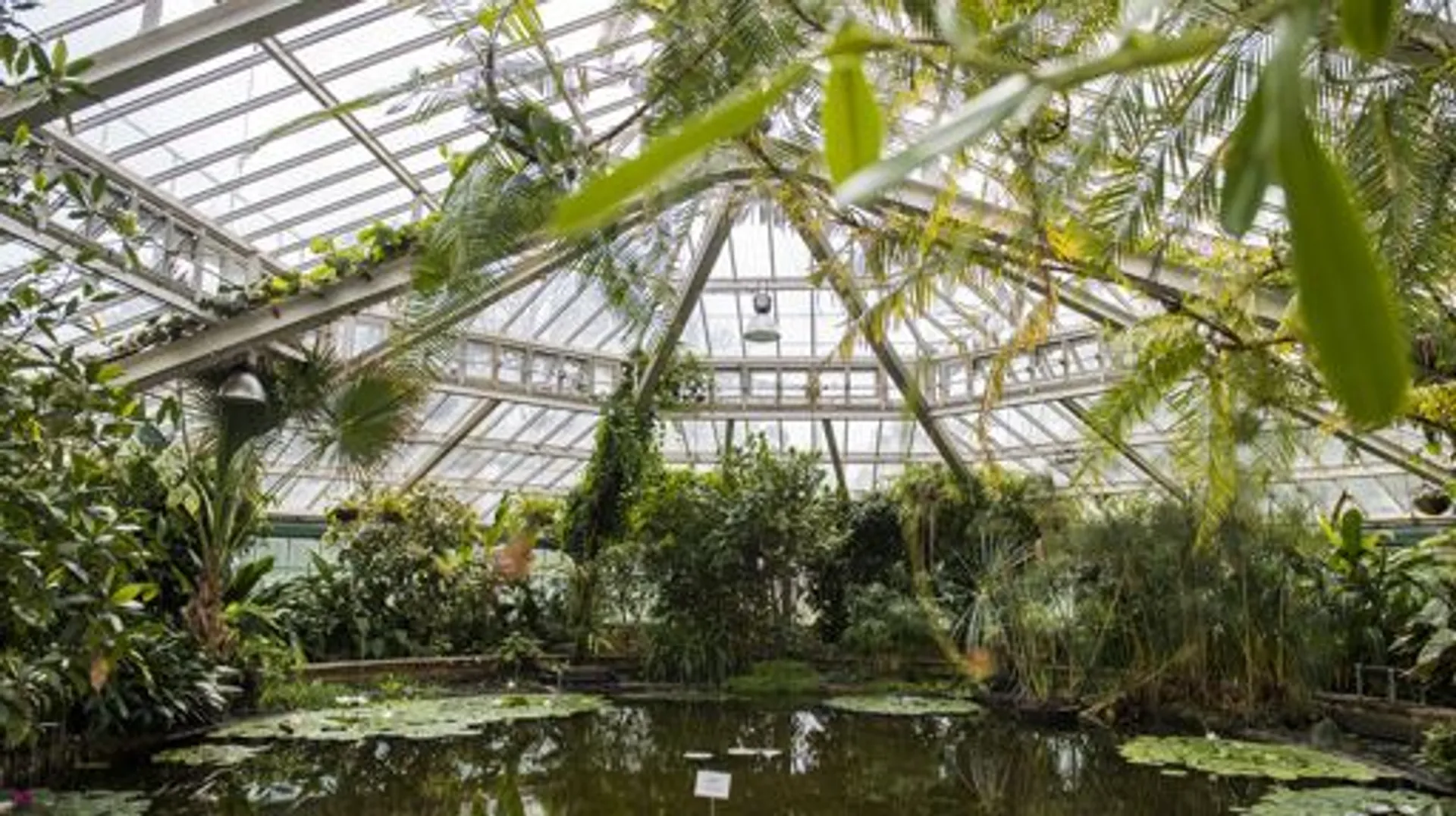 Deux nouvelles serres à découvrir au Jardin botanique de Meise - RTBF Actus