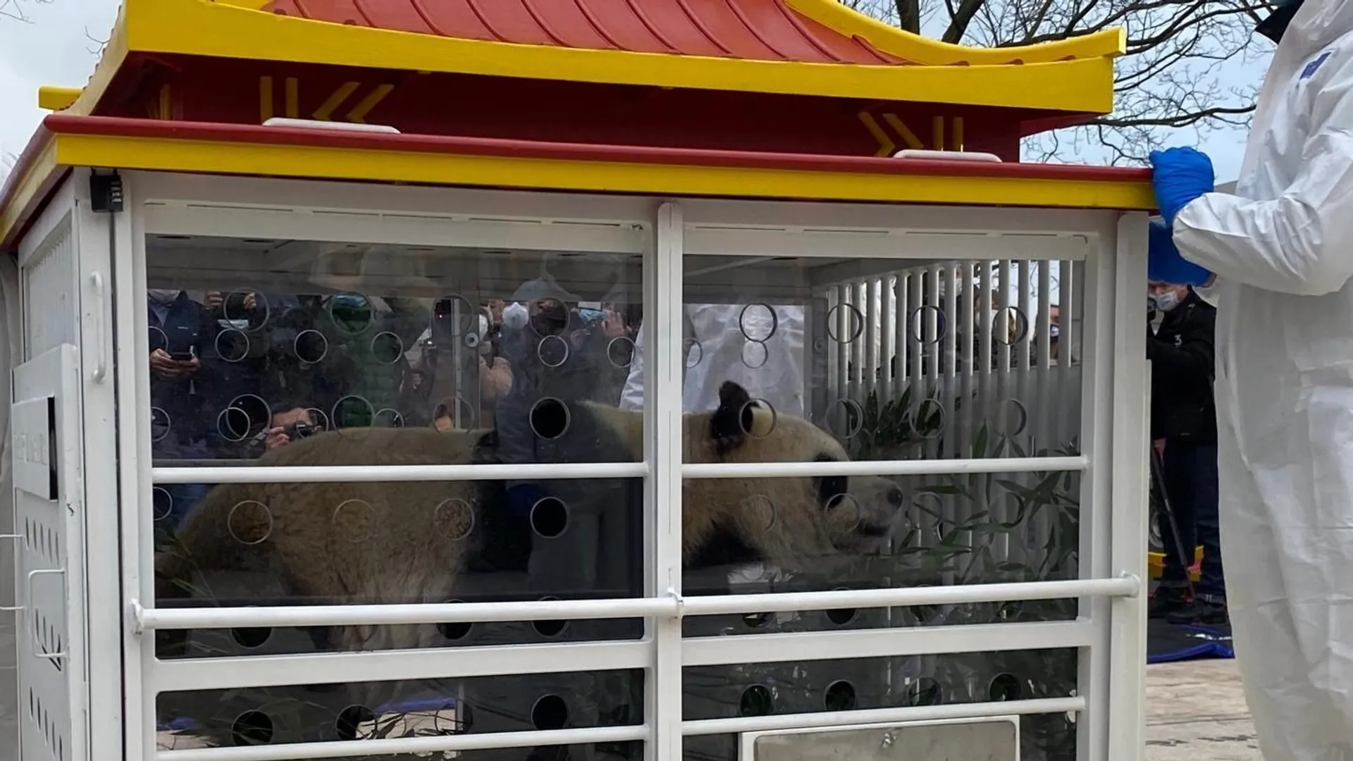 Cérémonie d'adieux pour les trois pandas nés en Belgique et en route ...