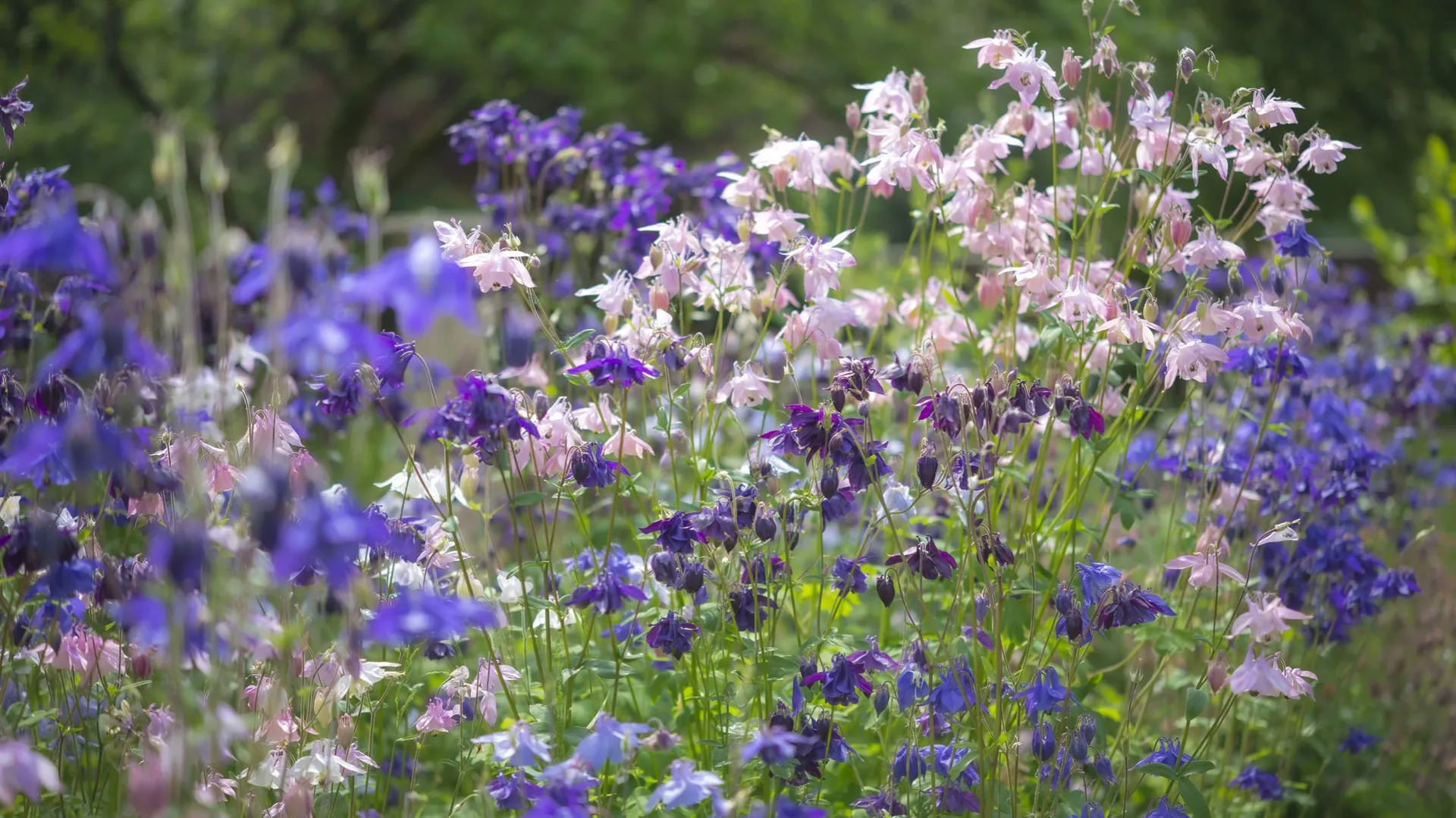 Les ancolies au jardin : légèreté et couleurs au printemps - RTBF Actus