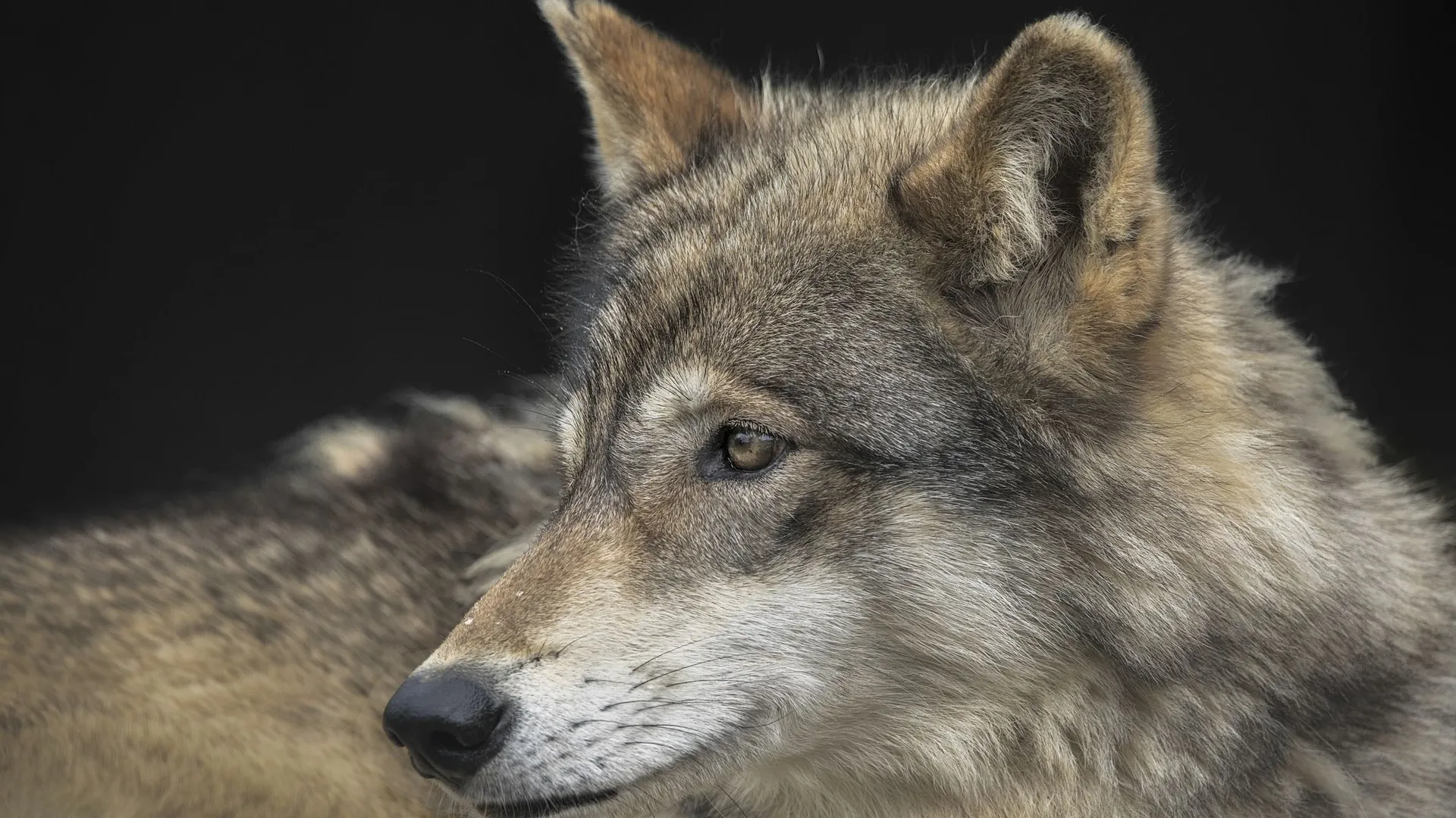 Les loups de la forêt d’Anlier : notre enquête sur les risques pour les ...