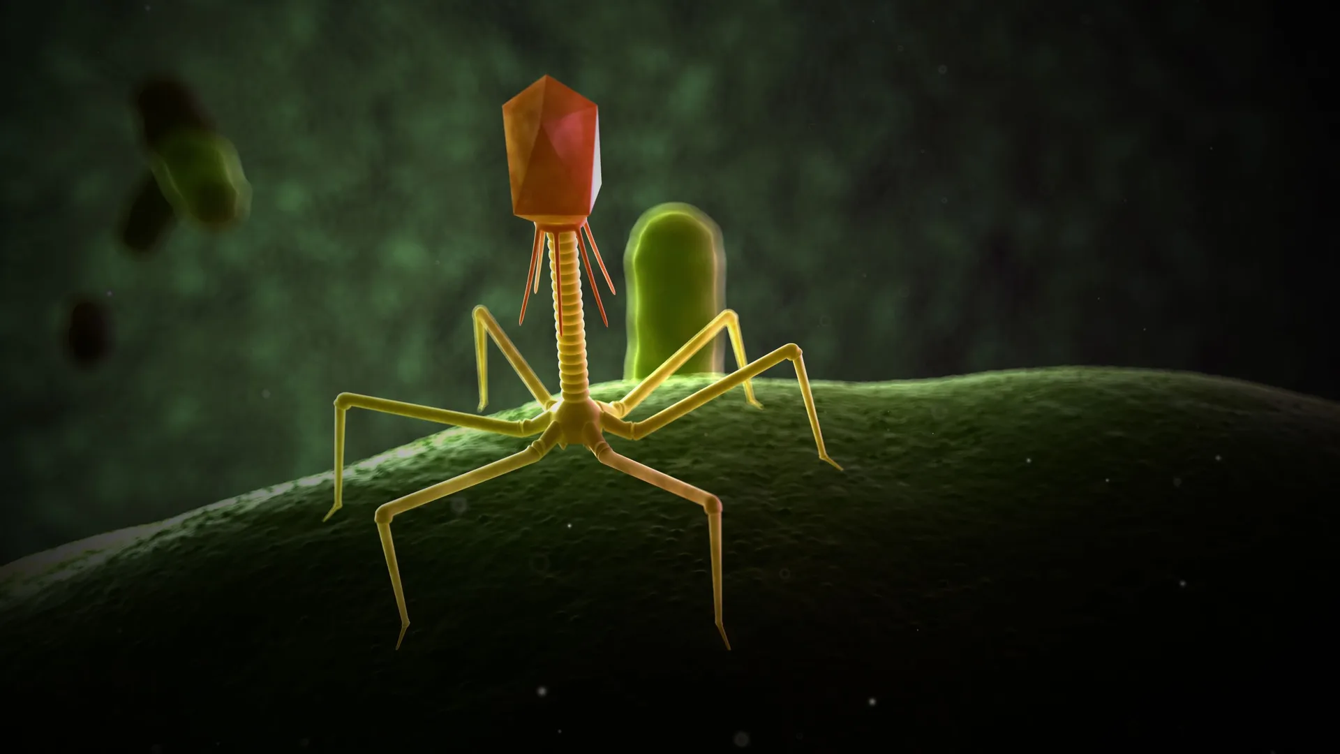 Les phages, ces virus tireurs d’élite contre les bactéries résistantes ...