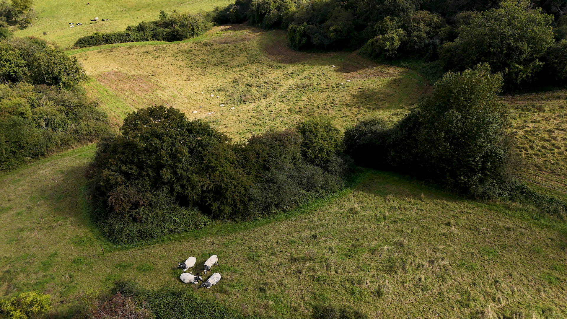 Découvrez où se trouve la plus belle prairie de Wallonie - RTBF Actus