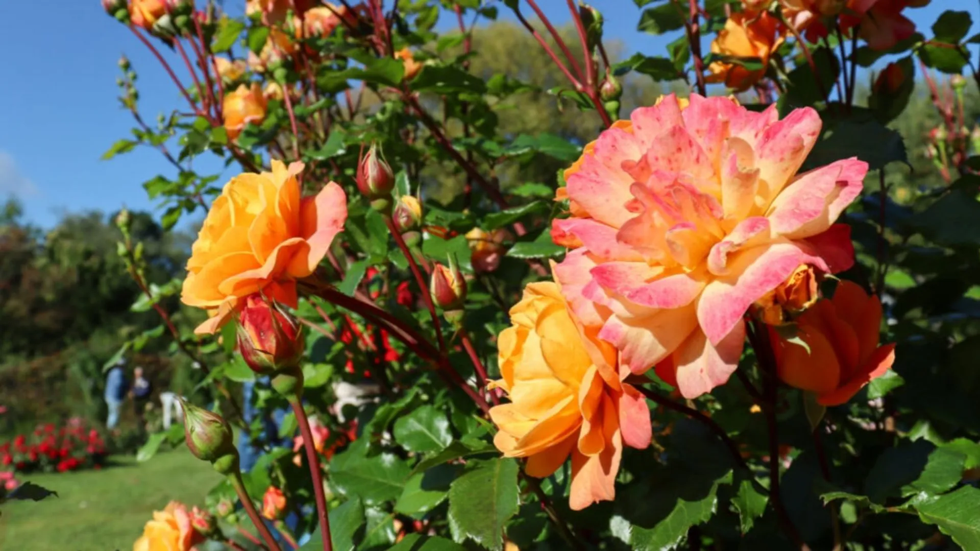 Les rosiers bicolores du Concours International des Roses Nouvelles au ...