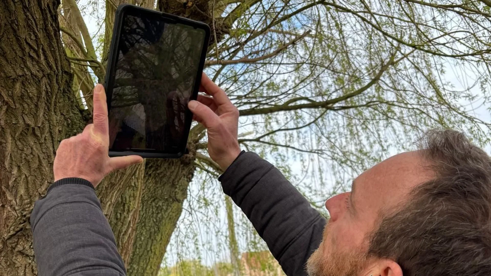 Abattre un arbre de votre jardin peut être soumis à un permis d ...