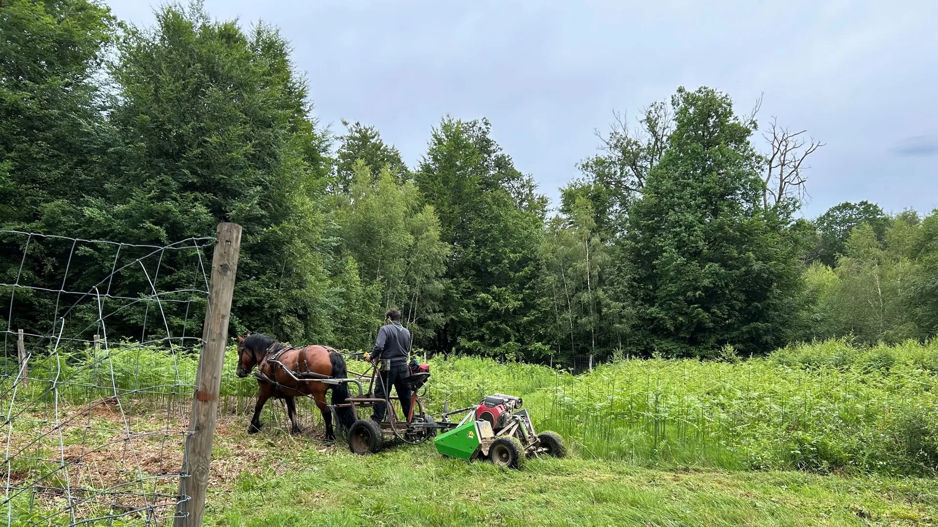 Un test grandeur nature : à Libin, des chevaux de trait entretiennent ...