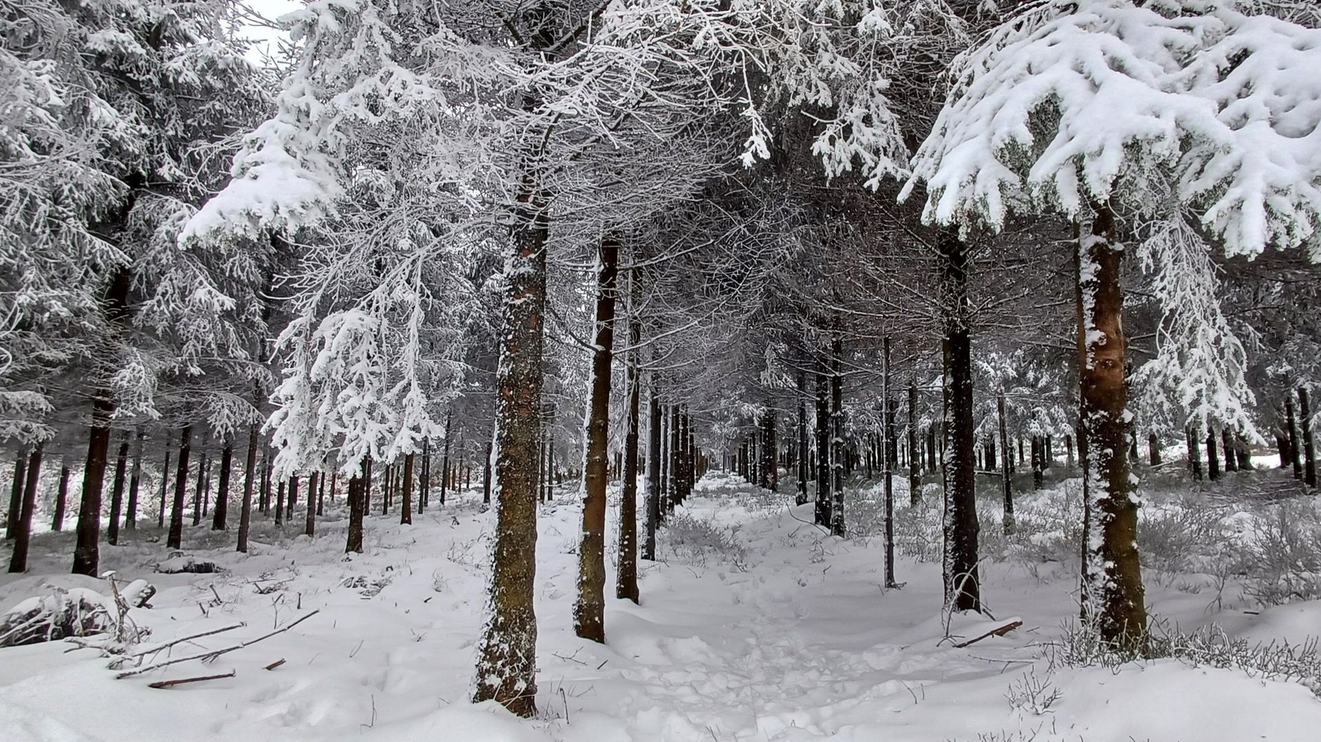 Froid intense en Belgique : est-ce vraiment une 'vague de froid ...