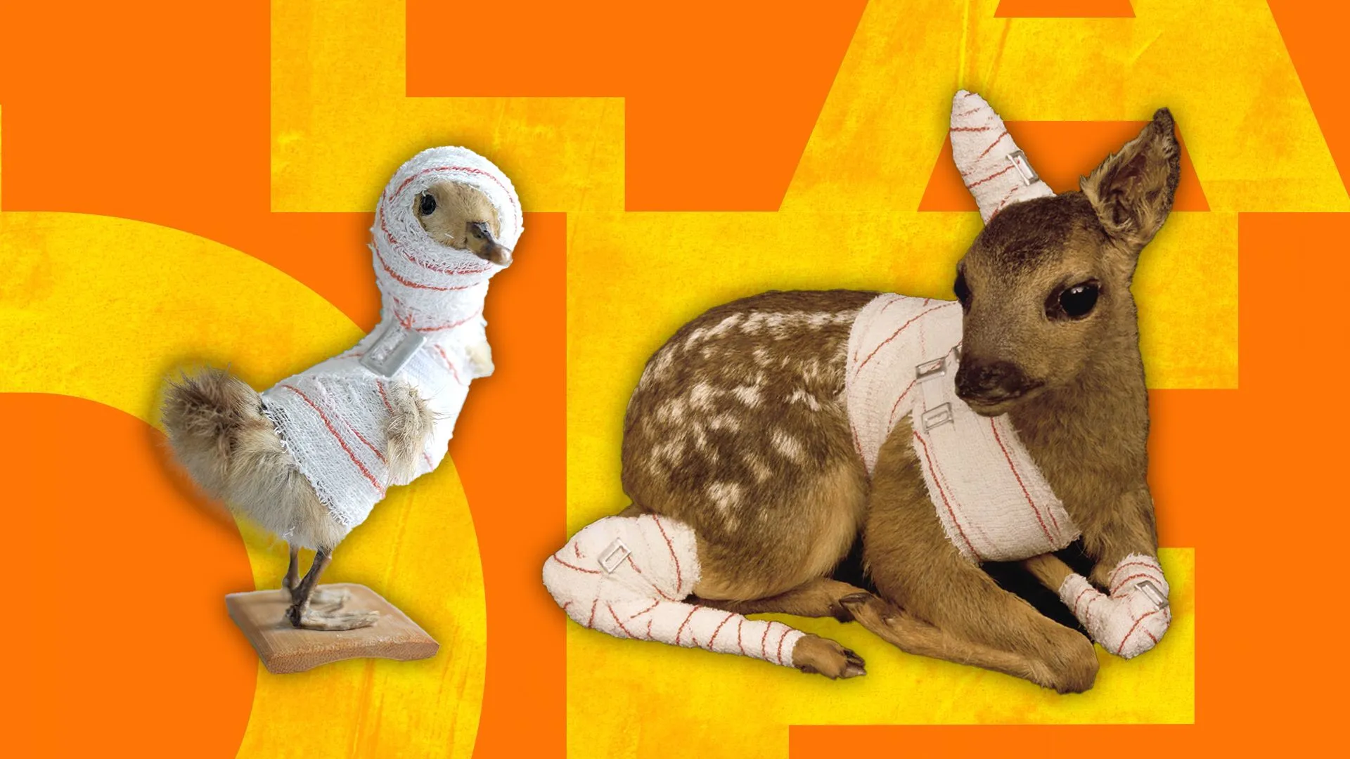 Des animaux empaillés ou plongés dans du formol, c’est de l’art ça ...