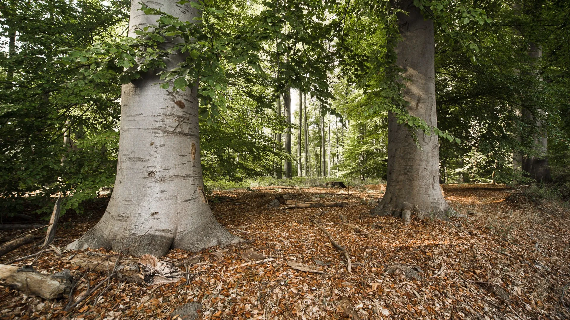 Les gardes forestiers de la forêt de Soignes désarmés - RTBF Actus