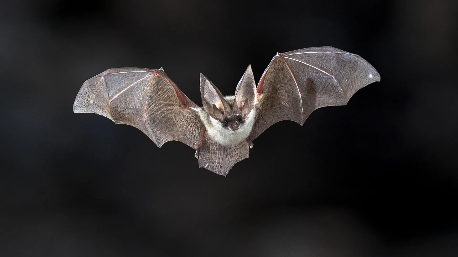 Sous les ailes de la nuit : ce week-end, rencontrez les chauves-souris ...