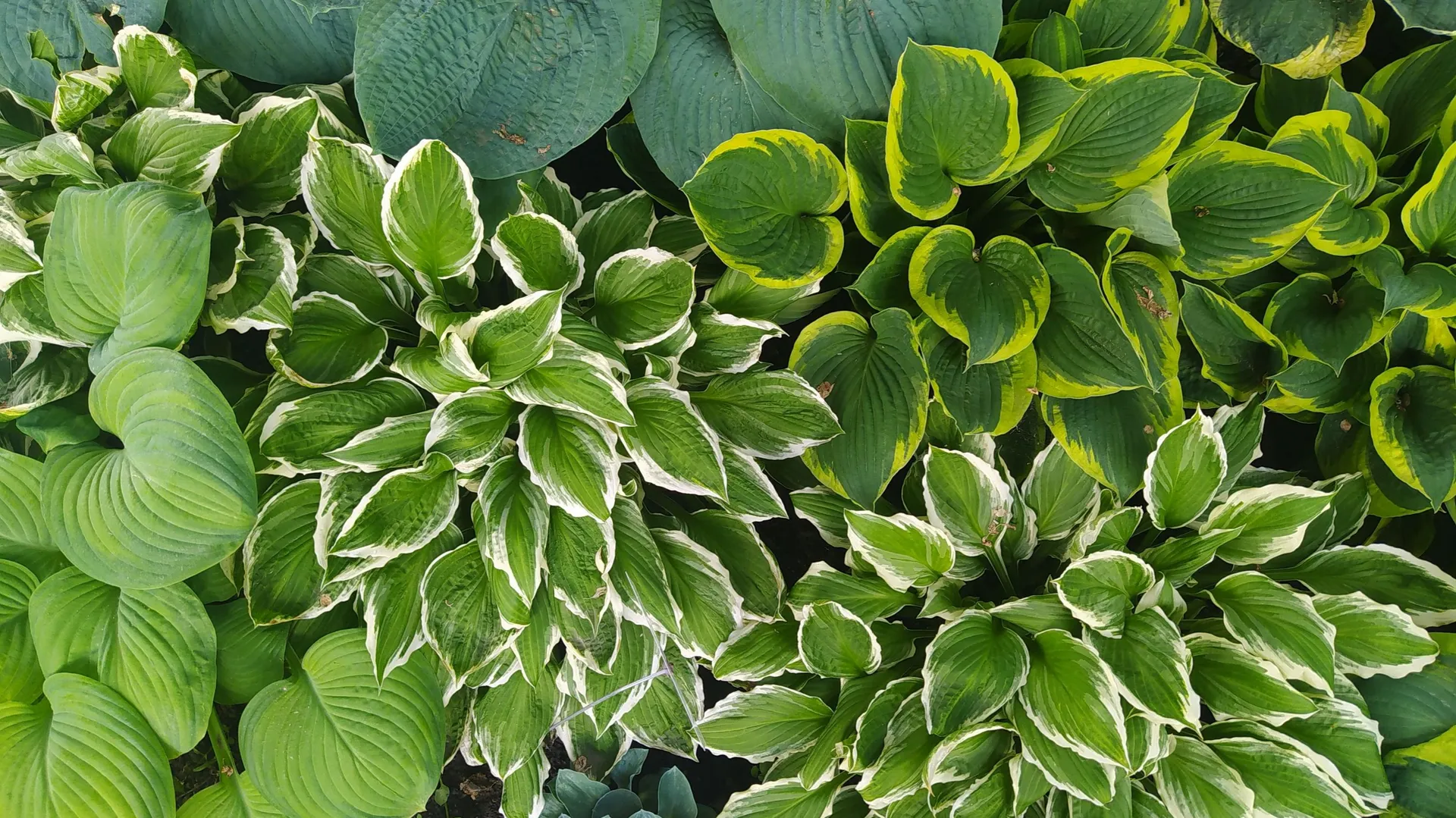 Les Hosta, des plantes qui apportent de la gaieté dans les zones d ...