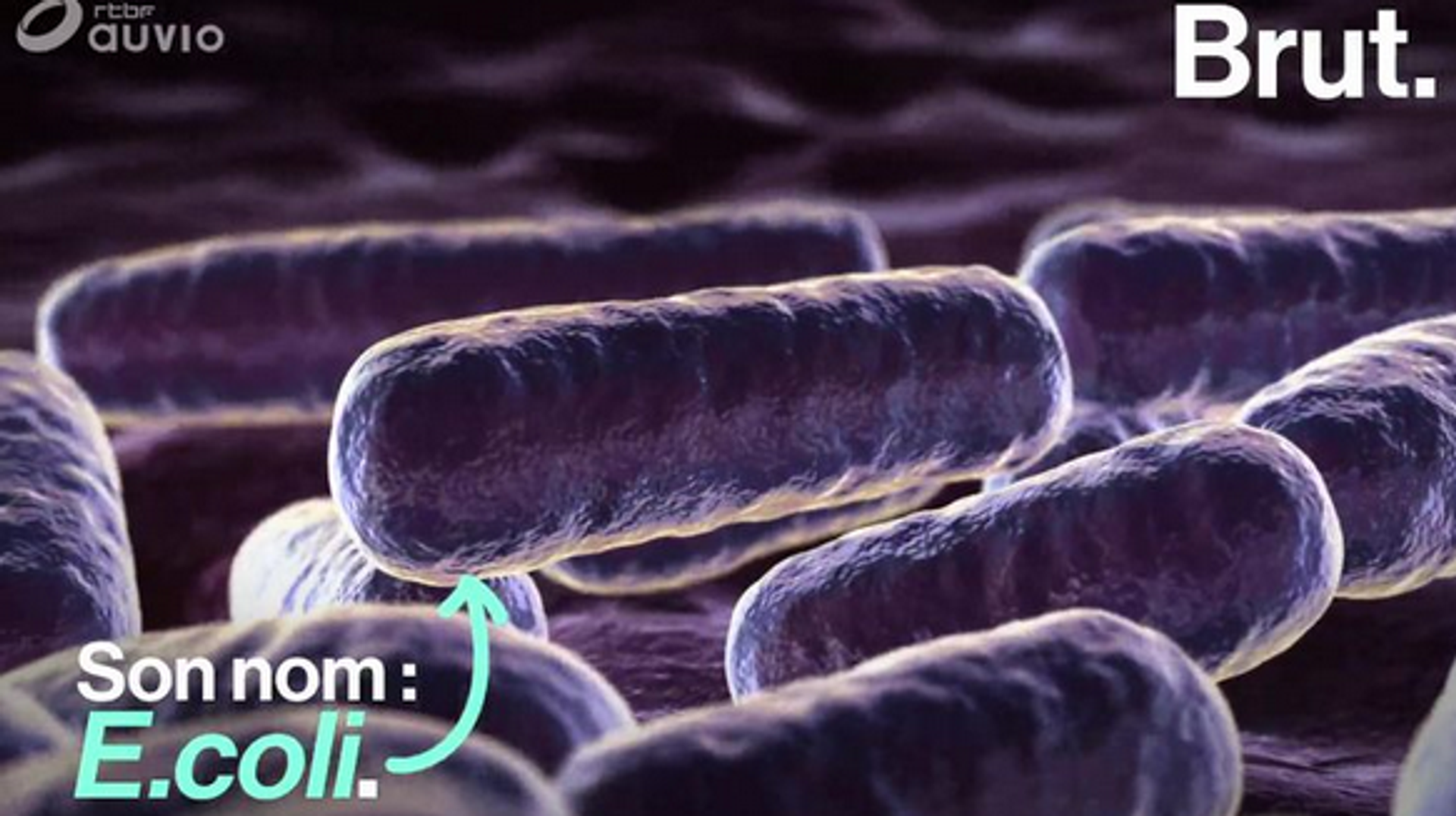 Infections à la bactérie Stec dans des maisons de repos : un cas ...