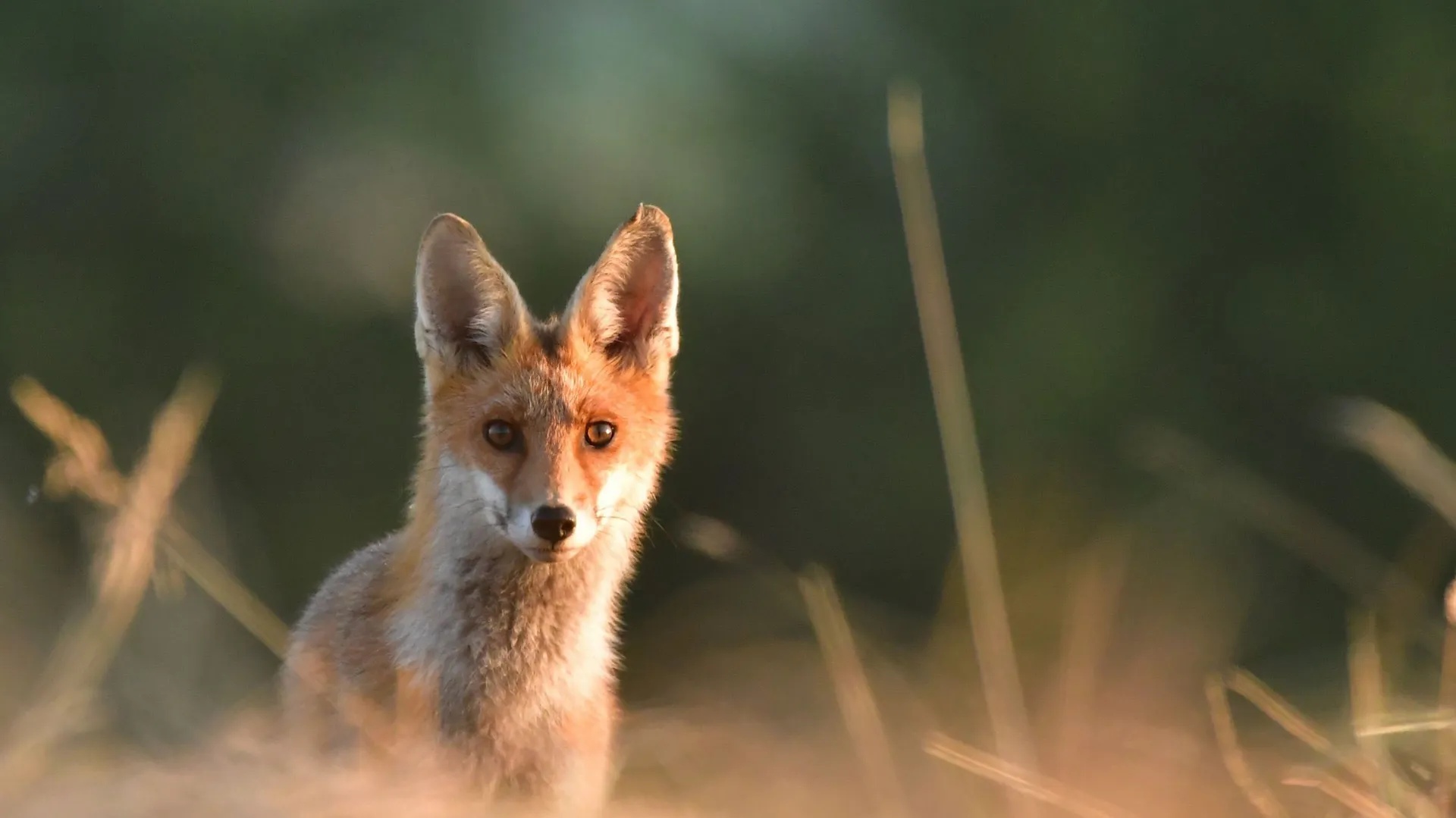 La photo extraordinaire : Chasse-noisette - RTBF Actus