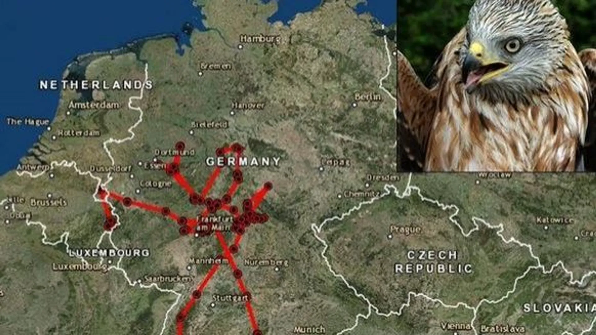 Le milan royal, un rapace protégé et surveillé par des spécialistes ...