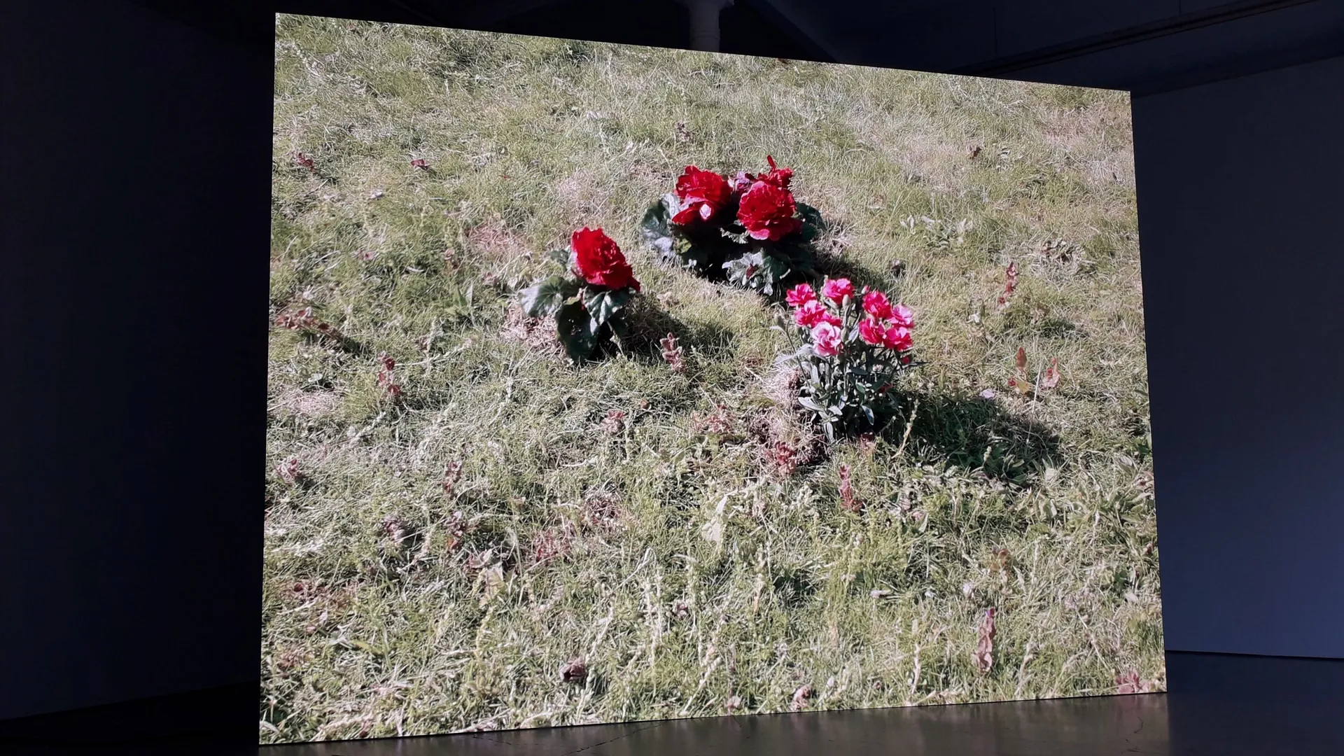 Birdsong, l'exposition de David Claerbout à découvrir à la galerie ...