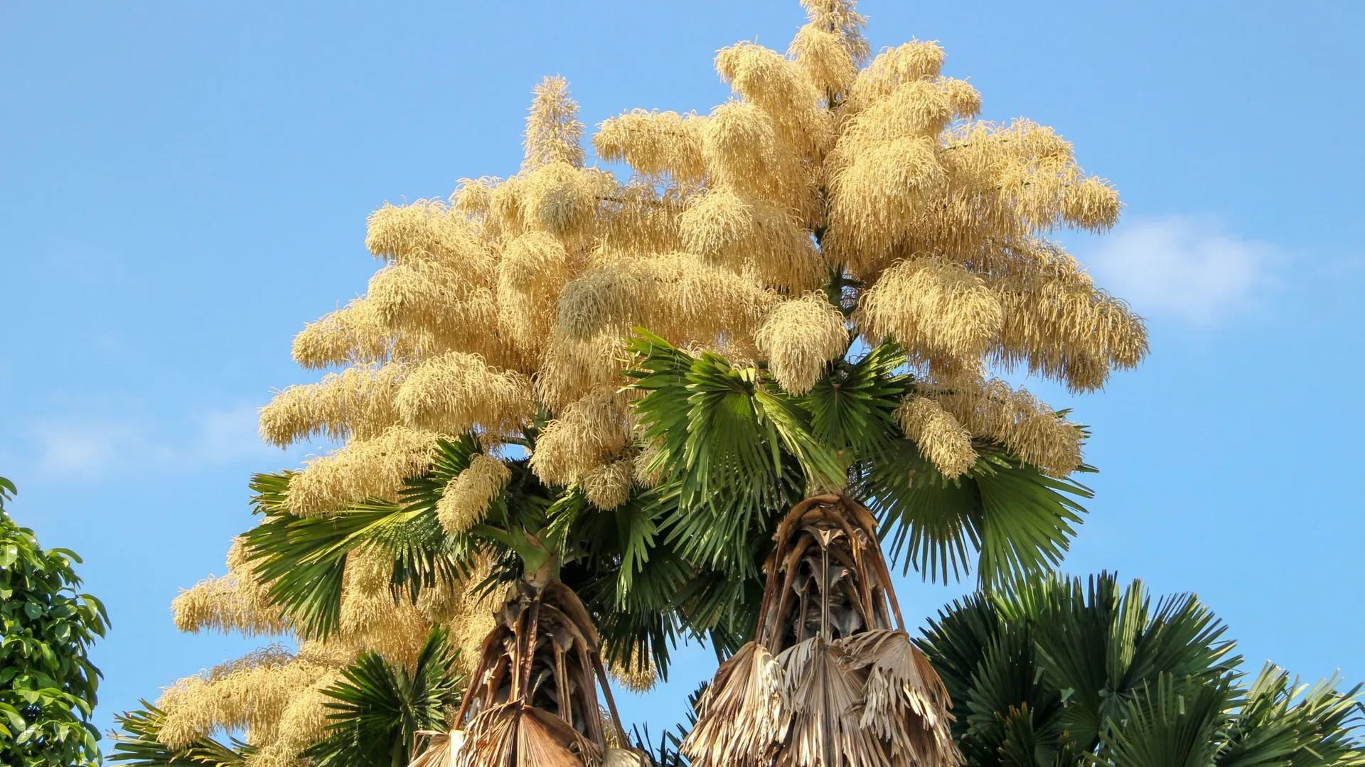 La minute insolite : à Rio, les palmiers fleurissent pour la première ...