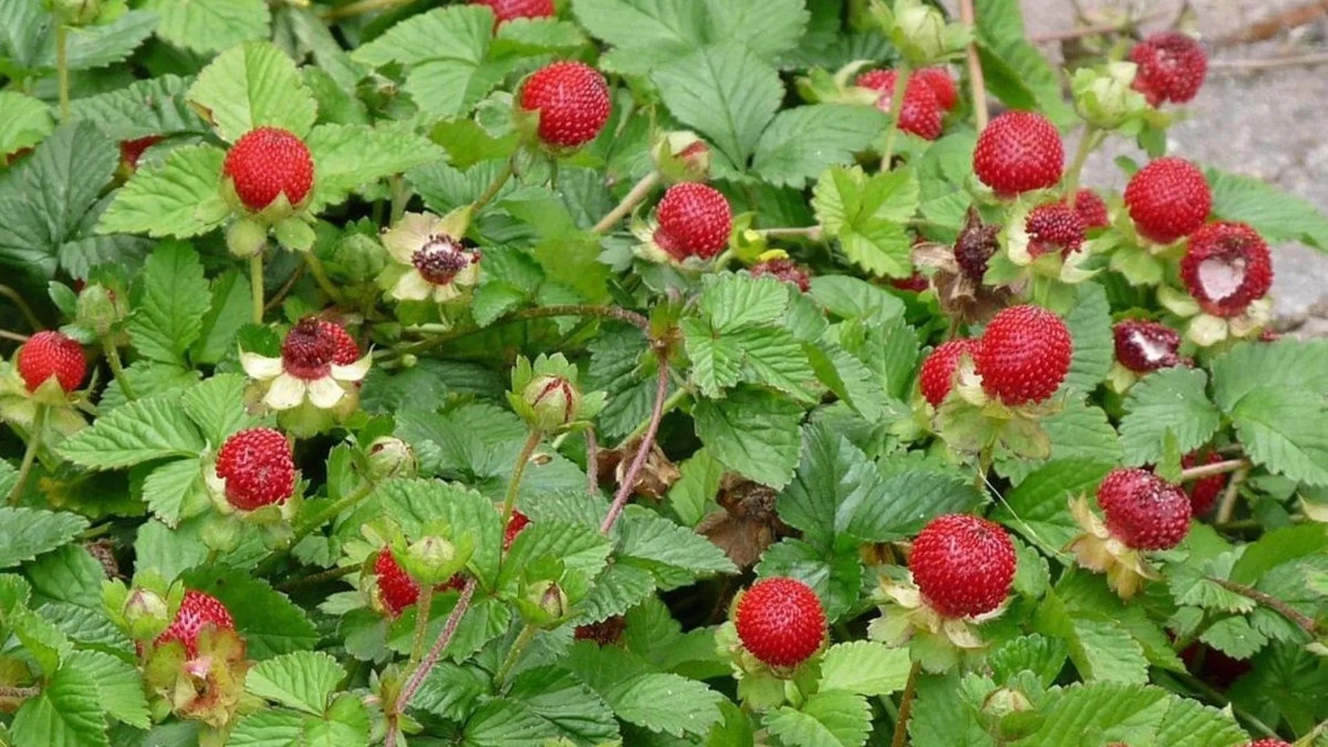 Multipliez vos fraisiers grâce aux stolons : la technique gagnante pour ...