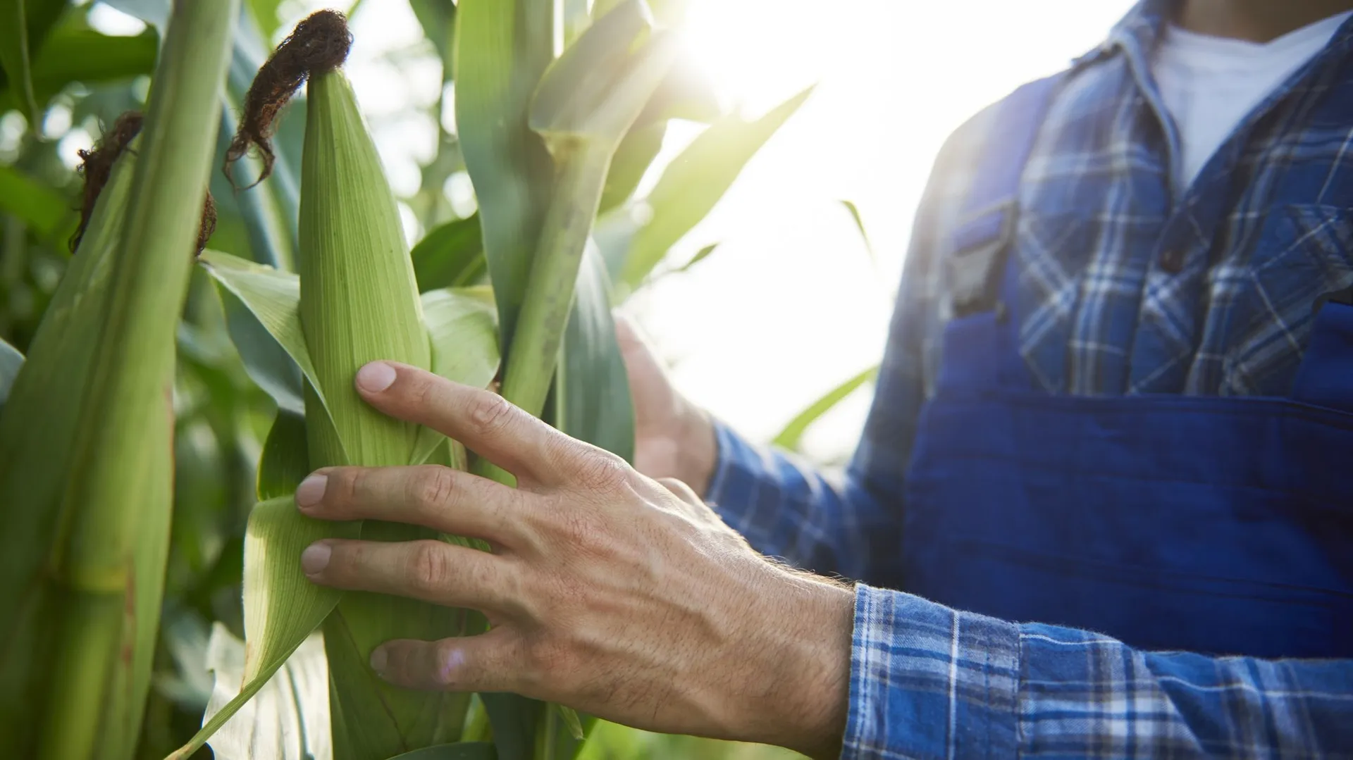Faut‑il encore faire des pesticides l’alpha et l’oméga de la protection ...