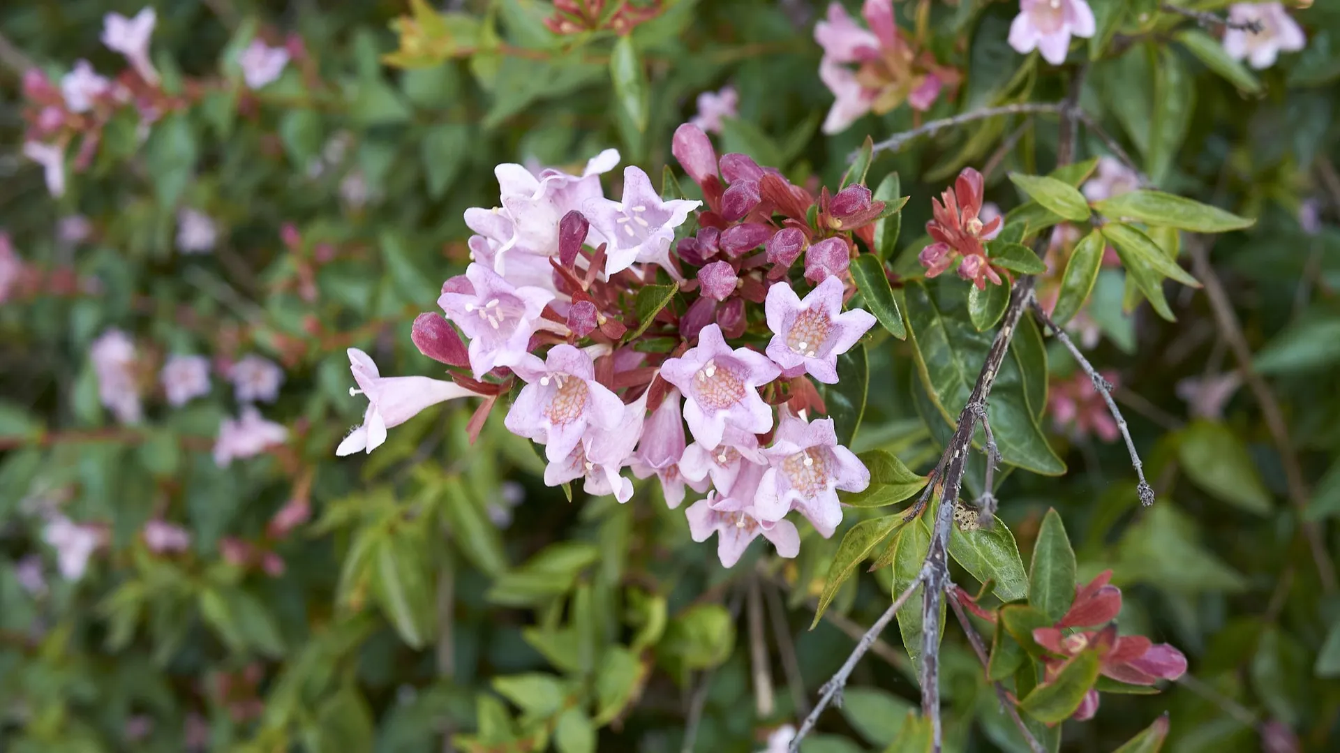 L'Abelia, un arbuste pour petit jardin à la floraison printanière ...