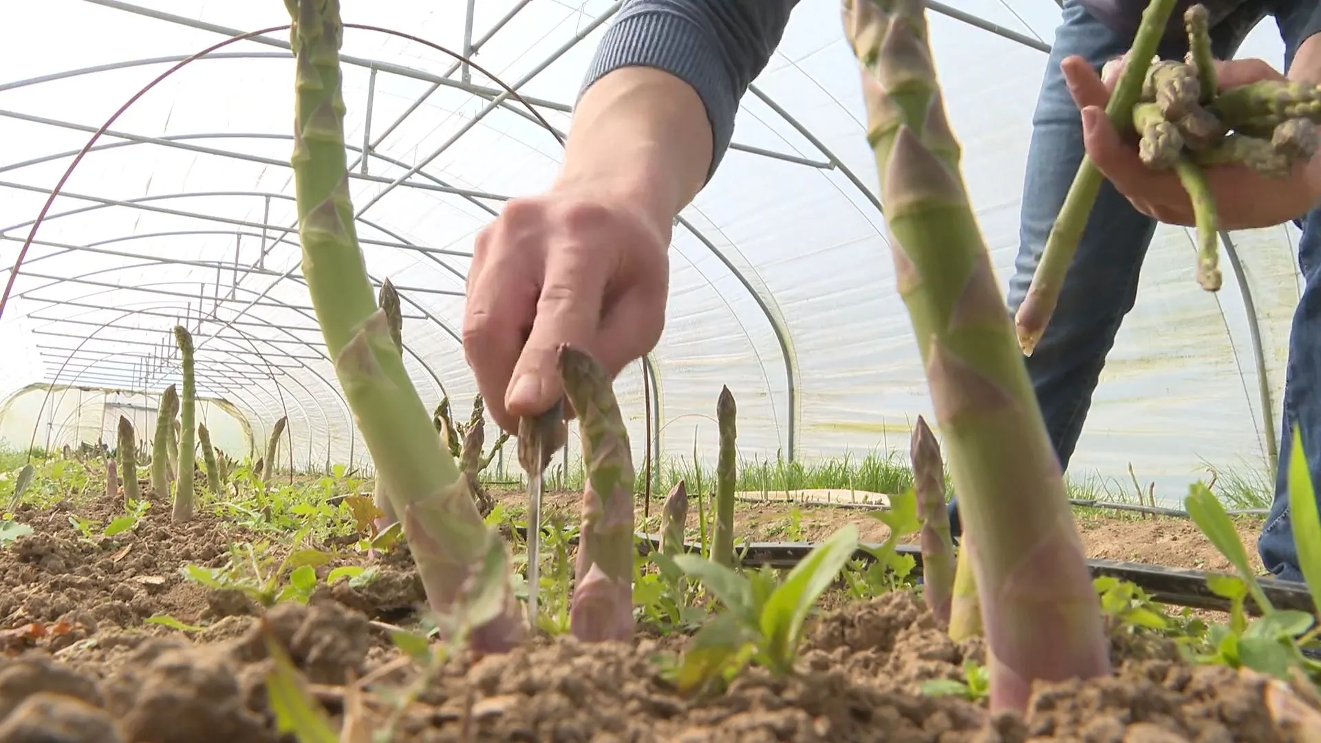 La saison des asperges a débuté : 'Cela a un coût mais c’est une ...