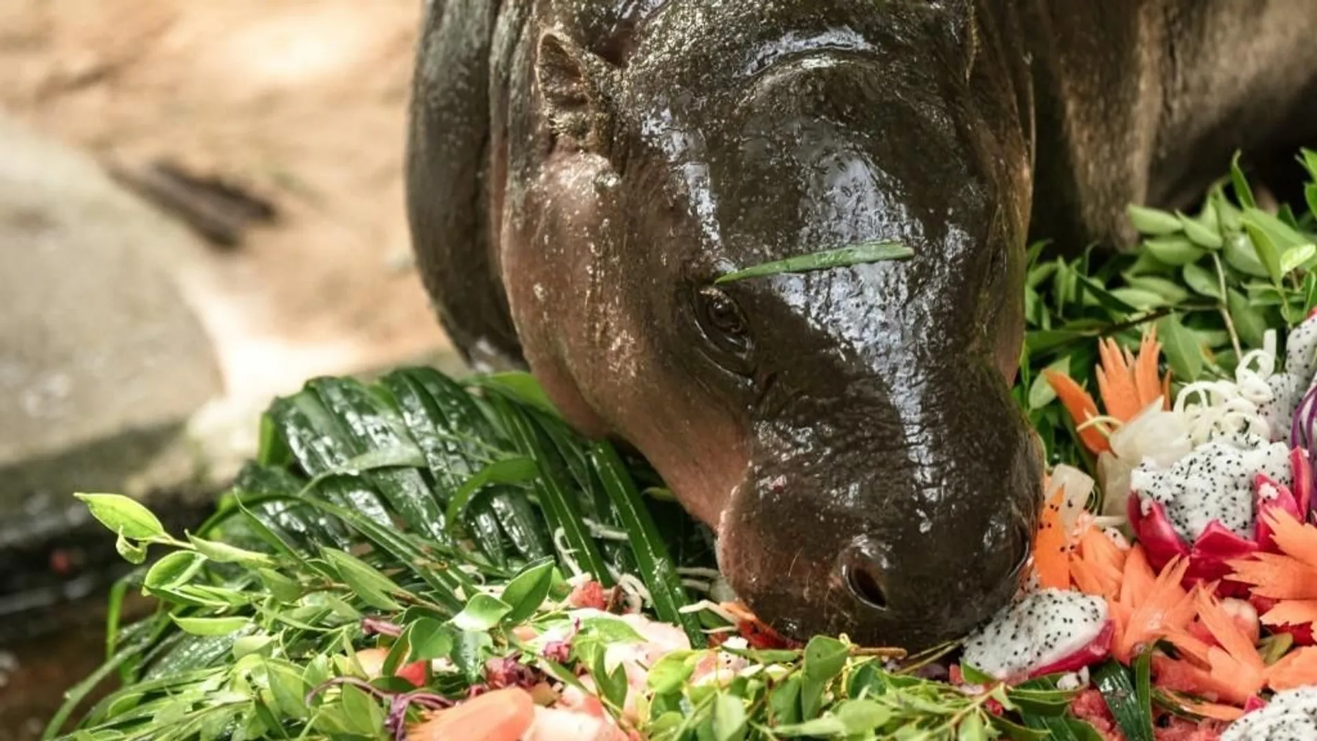 L’hippopotame nain Moo Deng fête son premier anniversaire en Thaïlande ...