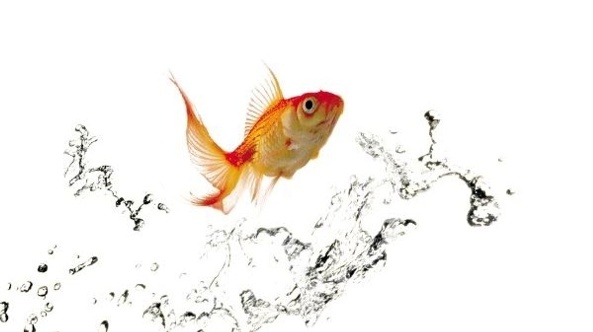 Vous avez probablement la même concentration qu'un poisson rouge - RTBF ...