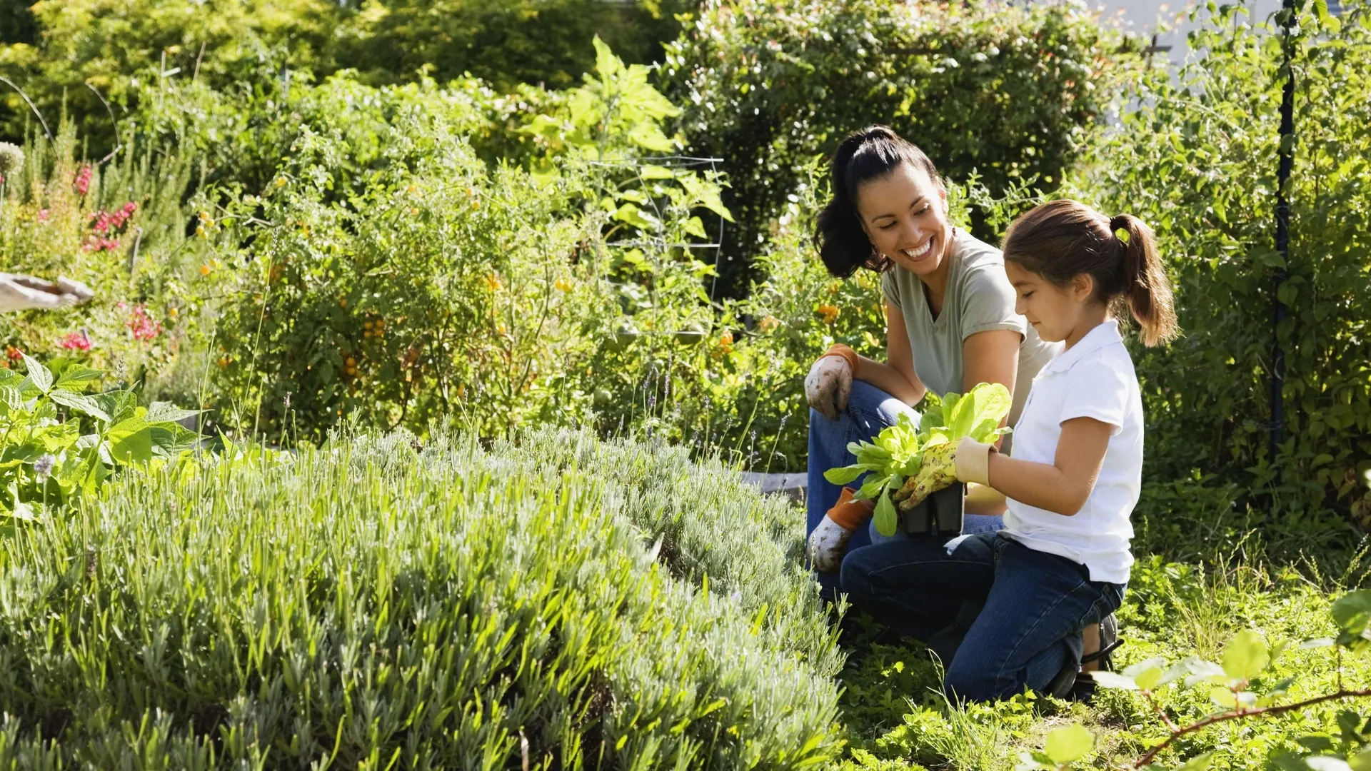 Et si on laissait faire la nature ? L’art de cultiver la résilience végétale - RTBF Actus