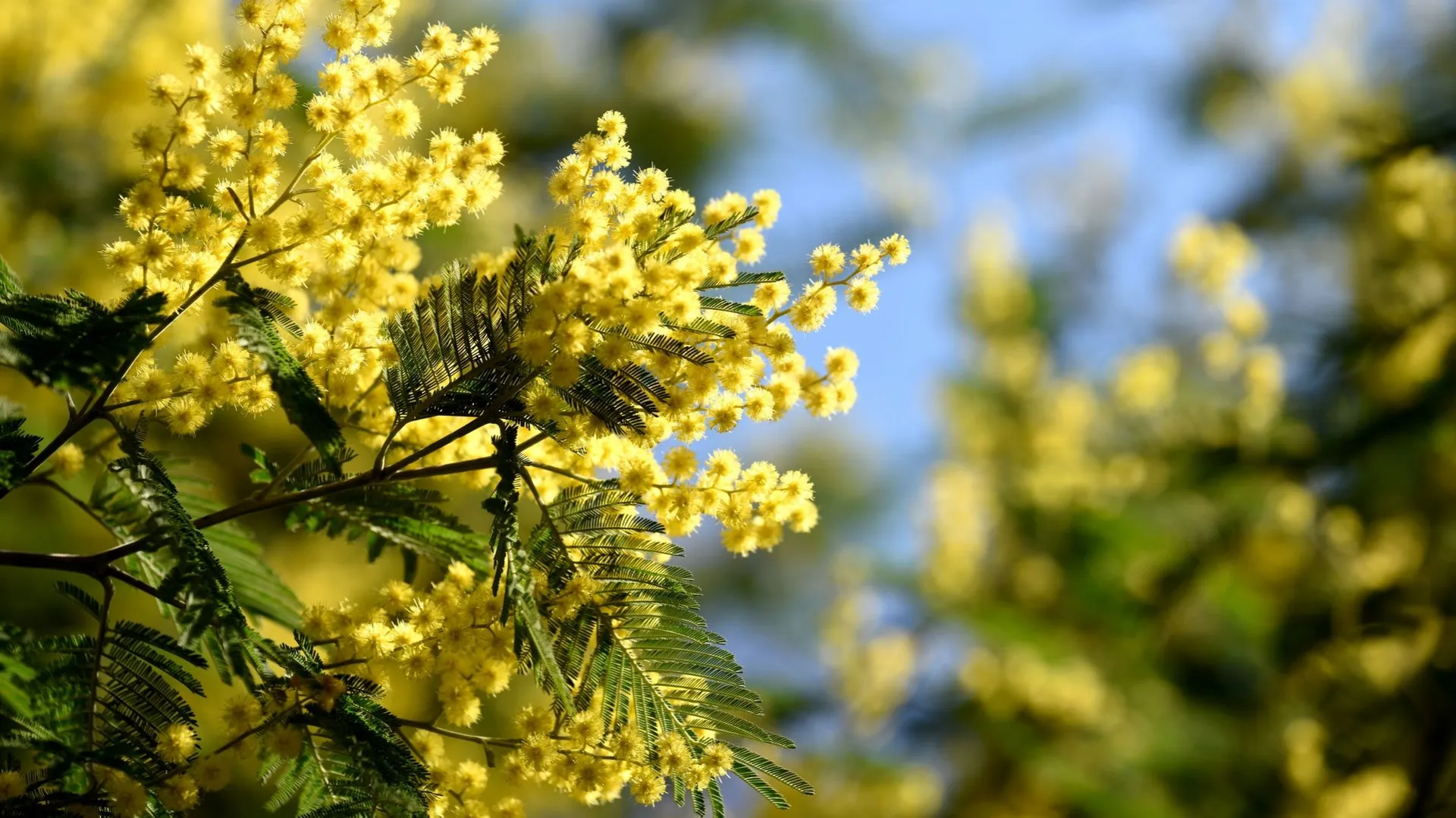Un mimosa au jardin en Belgique, c'est possible ? - RTBF Actus