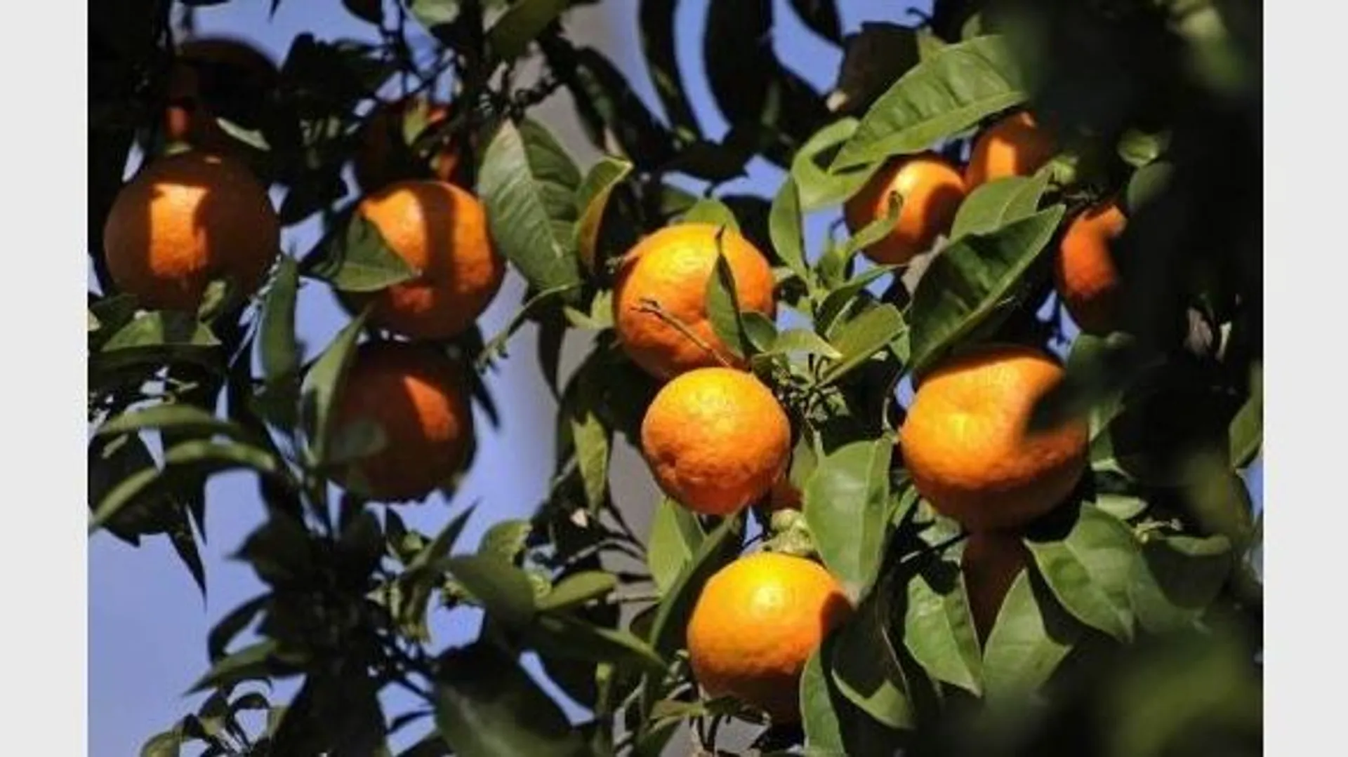 QR : pourquoi la plupart des oranges vendues chez nous viennent-elles d ...