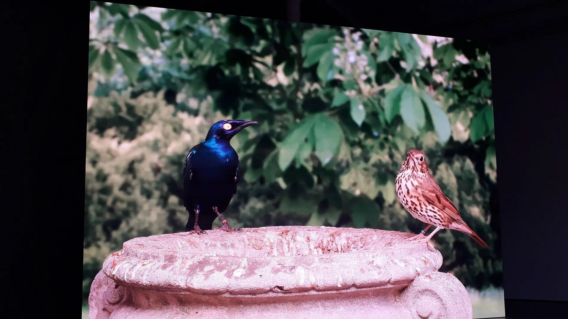 Birdsong, l'exposition de David Claerbout à découvrir à la galerie ...
