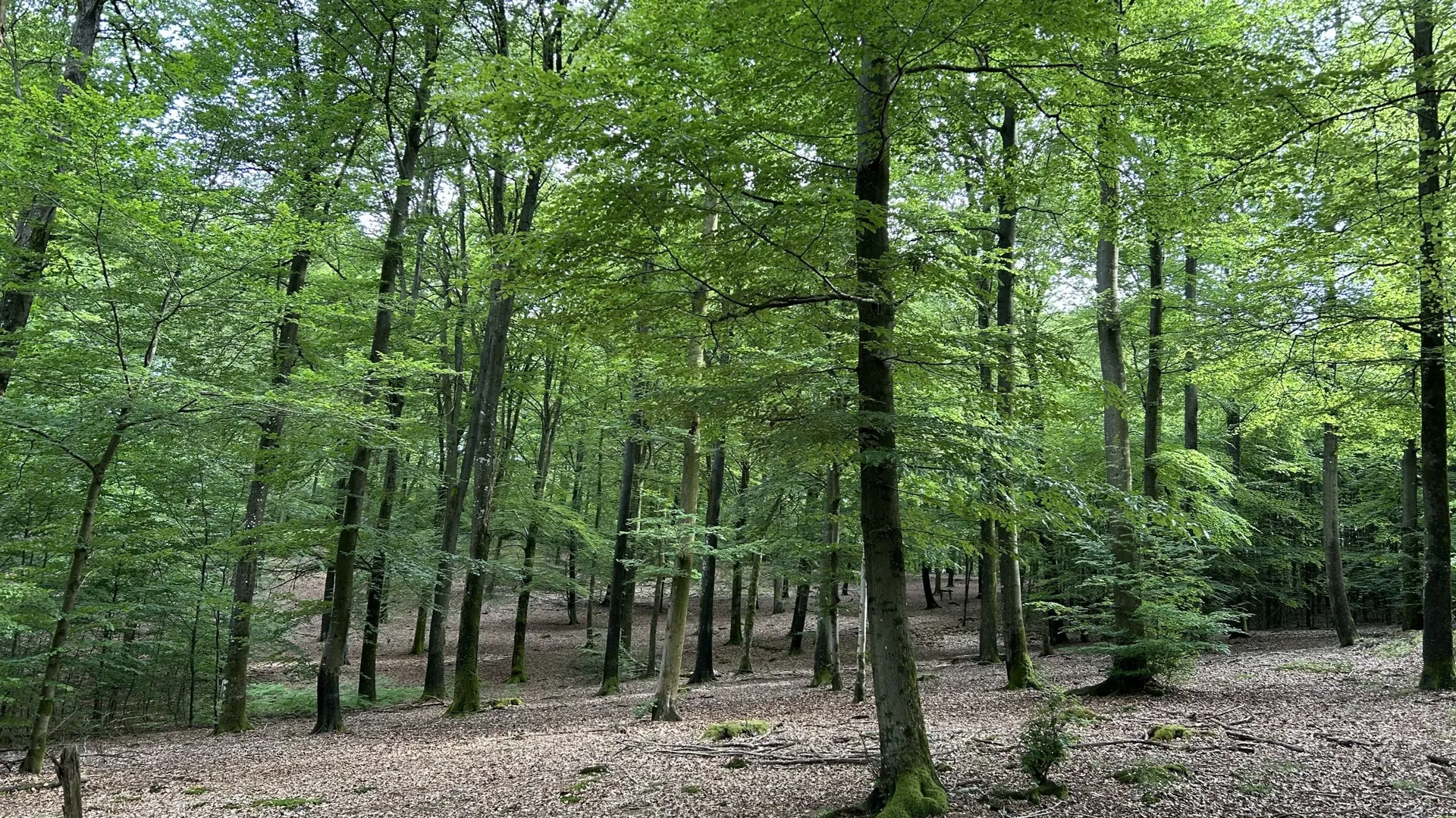 Des ponts, une serre forestière… Les projets réalisés avec les 2.5 ...