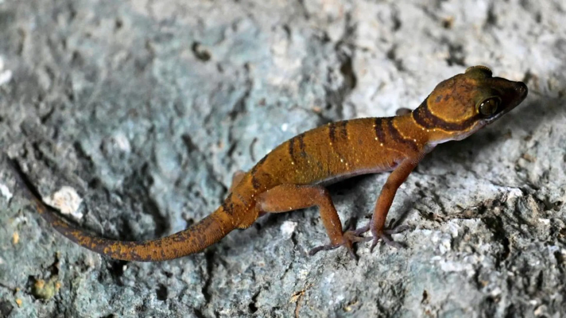 Les 10 animaux les plus effrayants pour l’humain - RTBF Actus