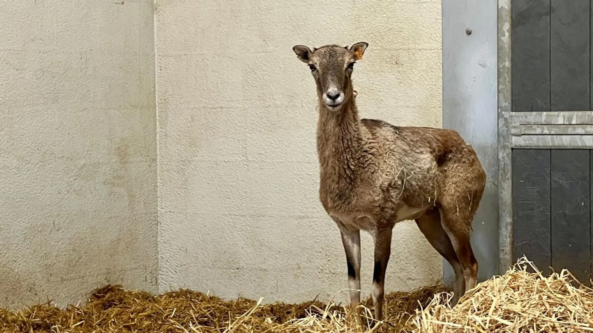 Combien y a-t-il d’espèces sur la planète ? - RTBF Actus