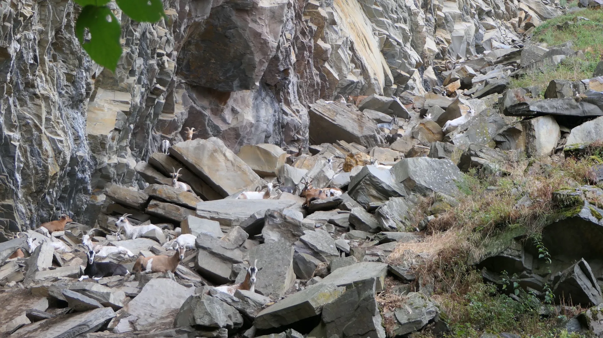 Aywaille : 3 chèvres sauvages ont disparu dans la réserve naturelle de ...