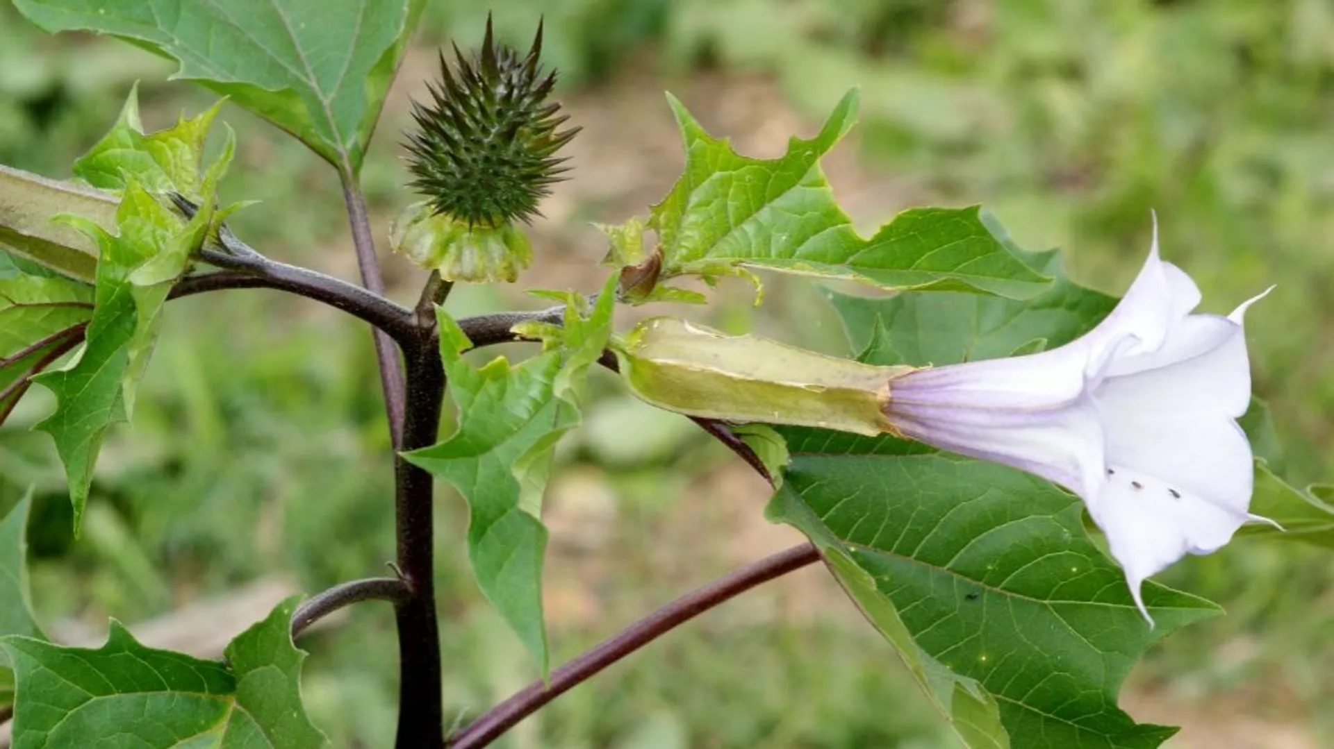 Rixensart : le service environnement alerte sur la présence d’une ...