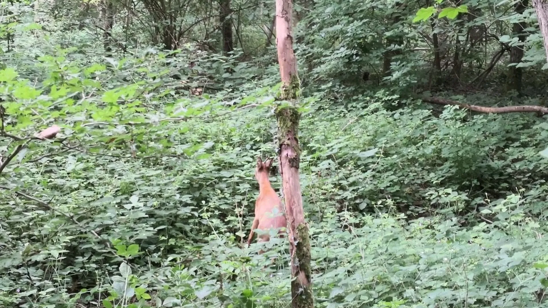 Liège : un chevreuil trouvé au quartier militaire Saint-Laurent et relâché en forêt - RTBF Actus