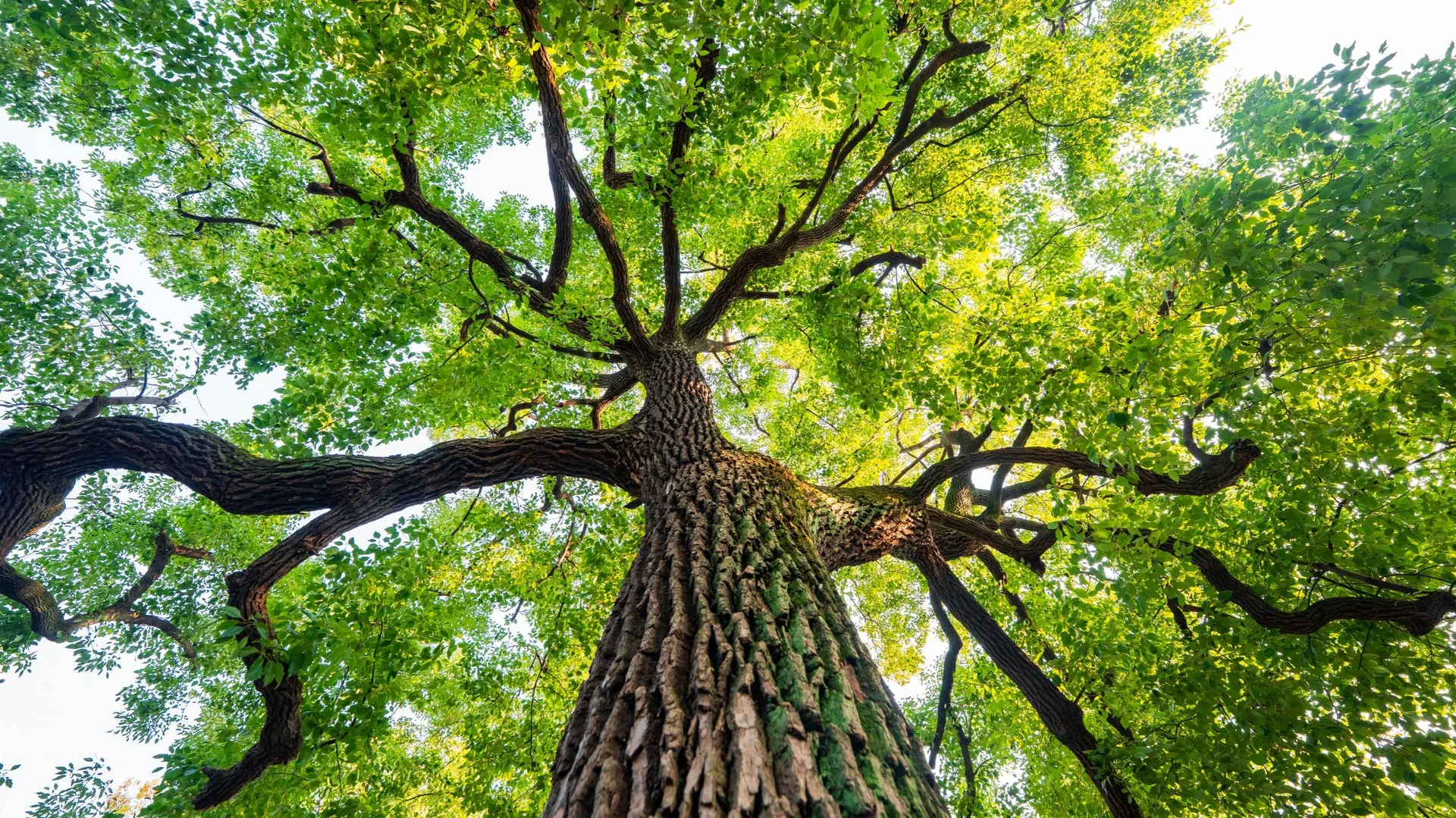 Découvrez les dates clés de la vie d'Anne Frank - RTBF Actus