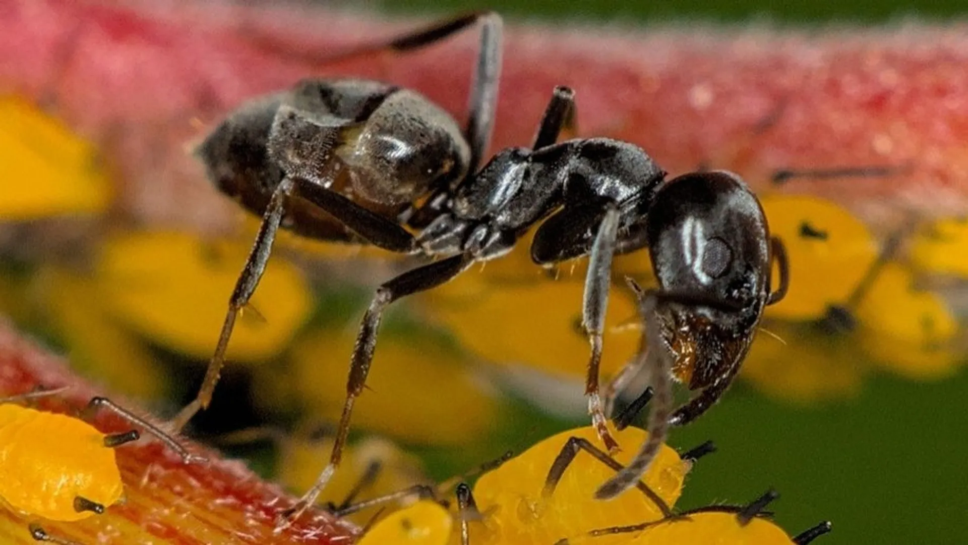 Ce que l’on sait de 'Tapinoma magnum', la fourmi noire et brillante qui ...