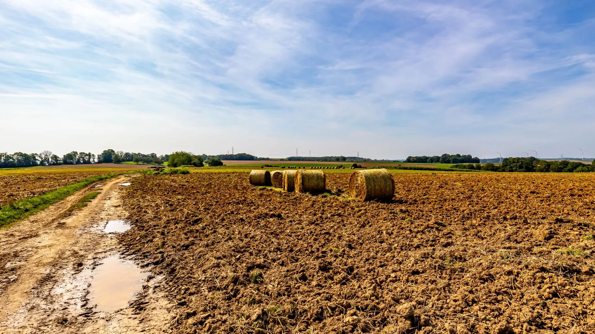 Binche : un amphibien change les plans du projet des Académies - RTBF Actus