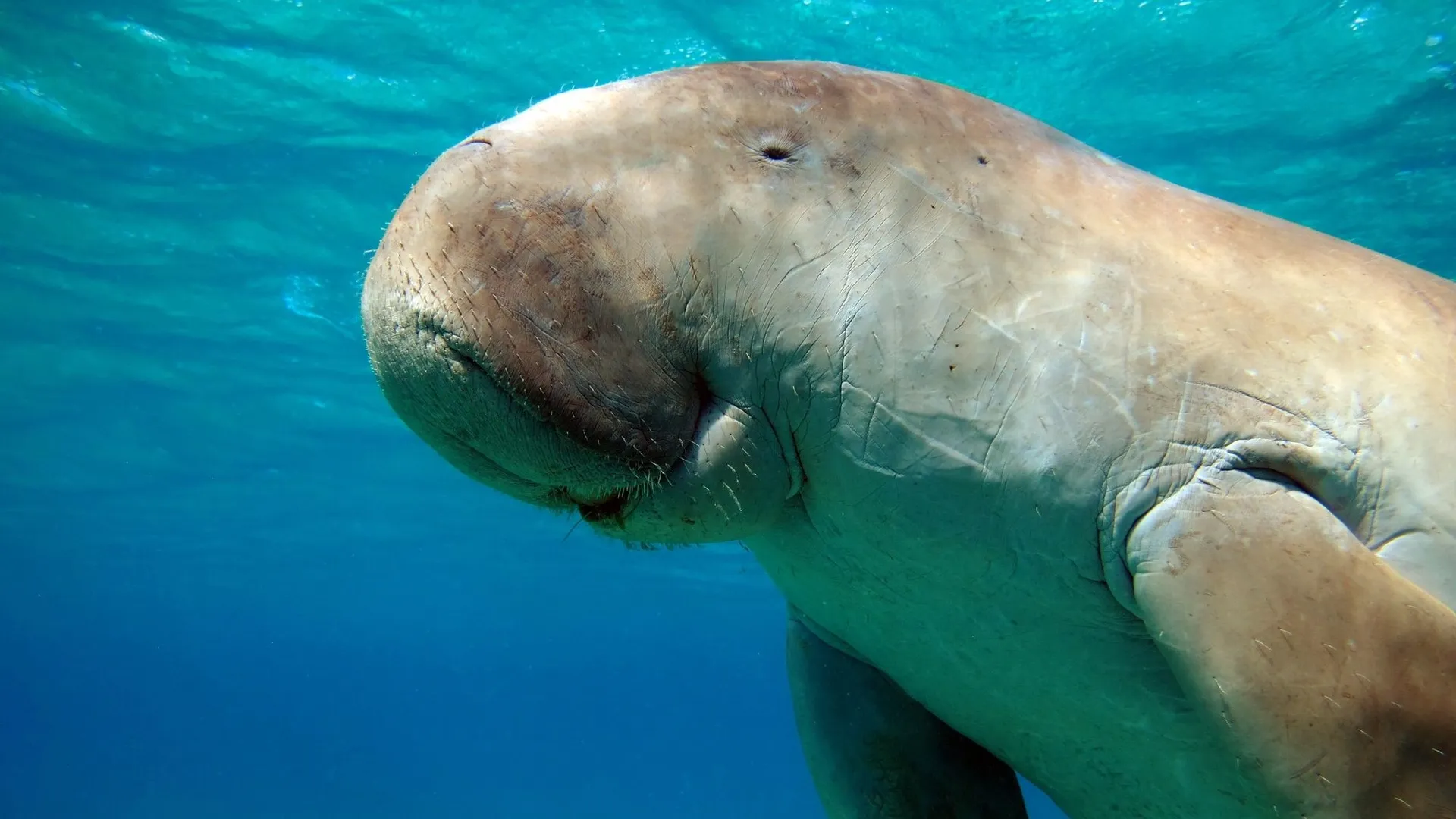 Mayotte : sur la piste des dugongs, mammifères mythiques en danger d ...