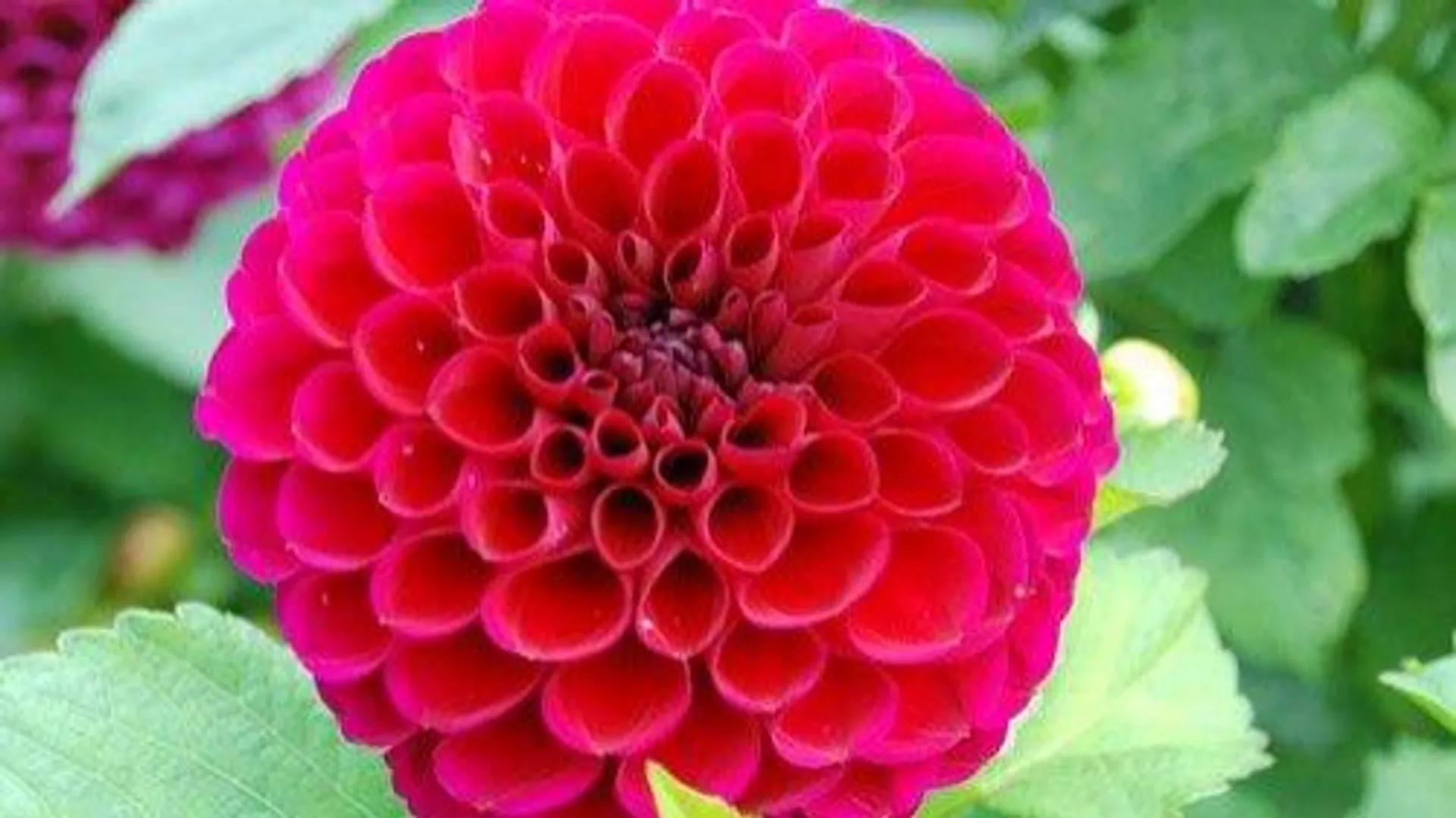 Le Dahlia : comment une fleur aztèque est devenue incontournable dans ...