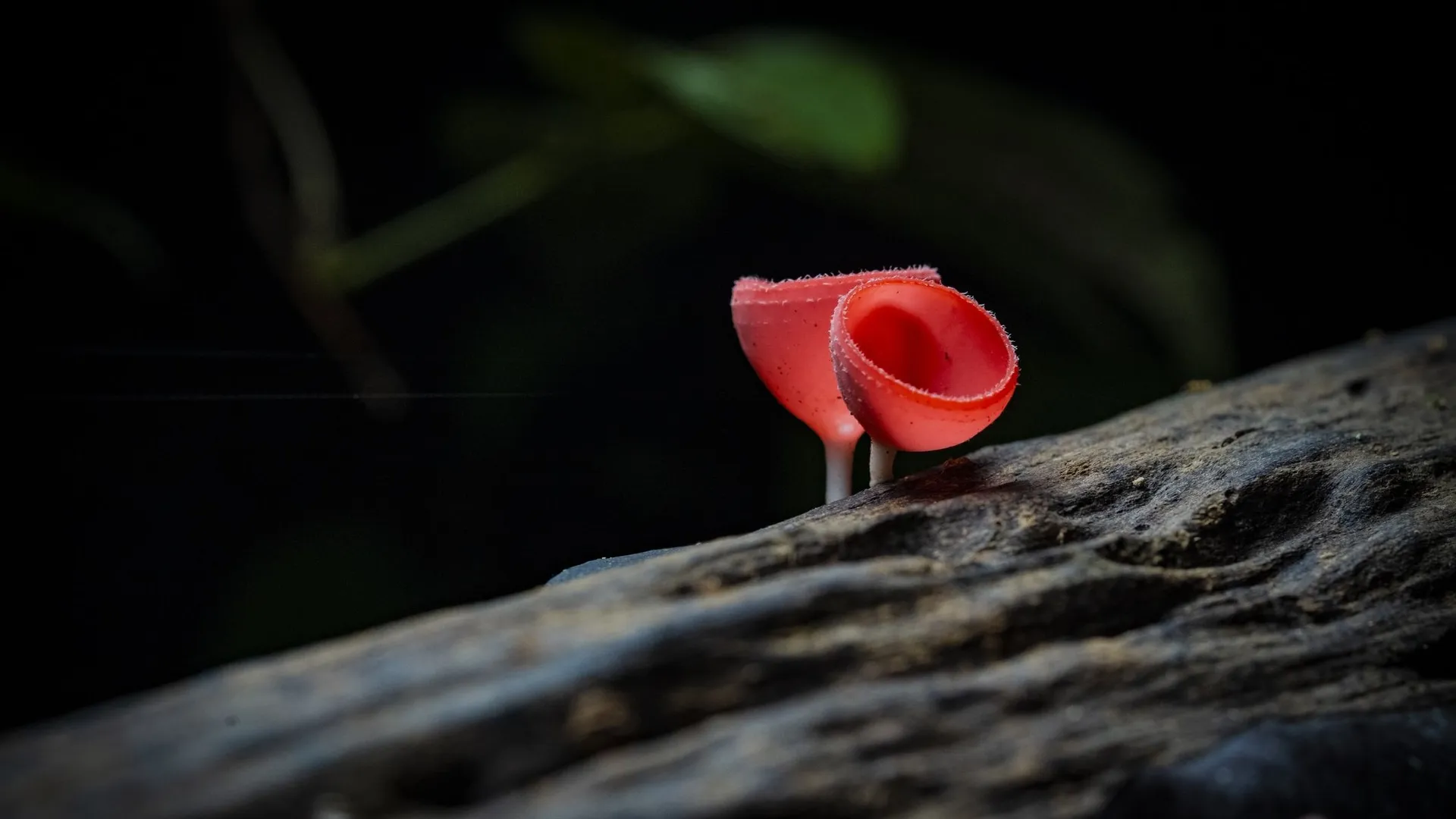 L’usine Yara veut pouvoir décharger 275.000 tonnes d’ammoniac à Tertre ...