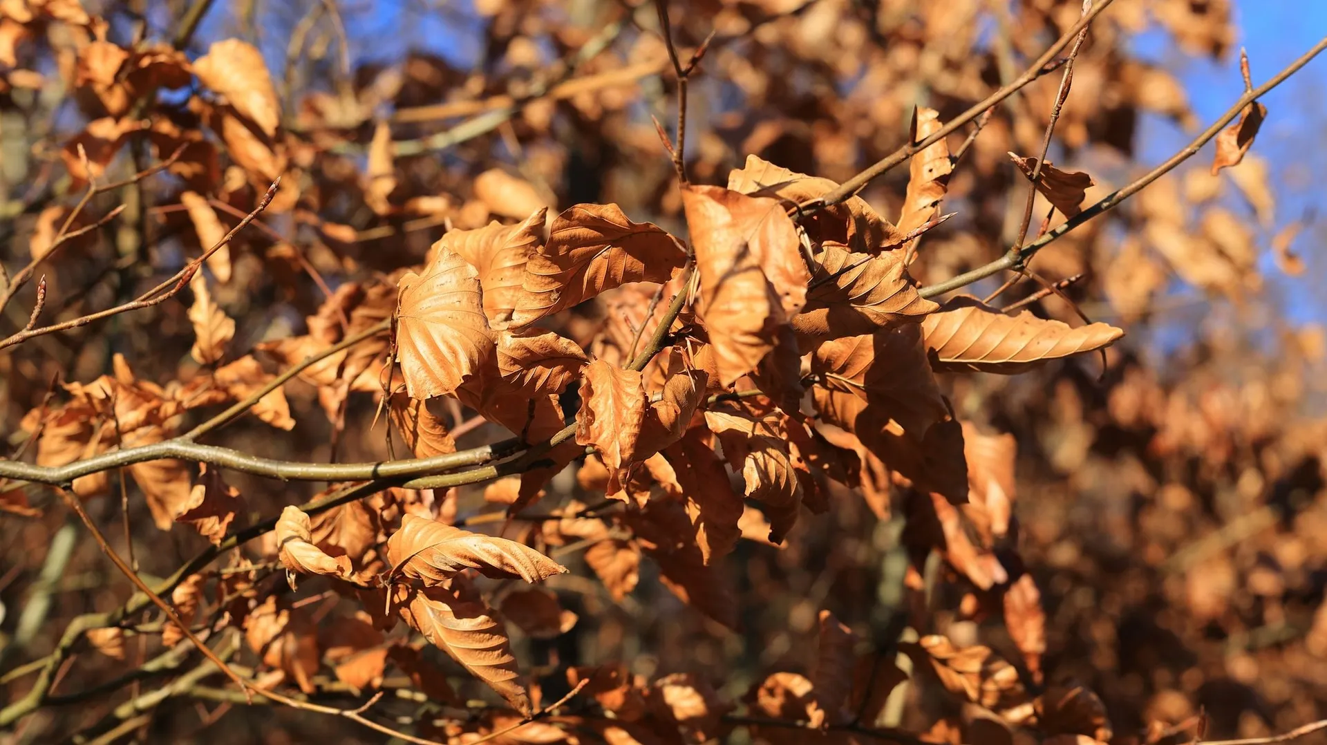 Comprendre le vocabulaire du jardin : feuillage persistant, caduc et ...