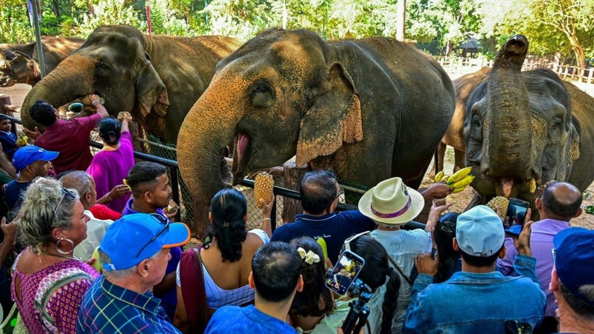Sri Lanka : festin de fruits pour les éléphants du premier orphelinat ...