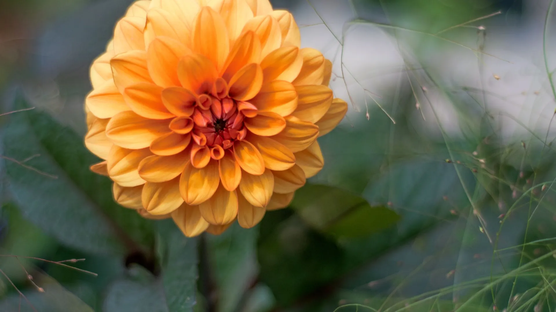 Les Dahlia décoratifs : des fleurs spectaculaires pour un jardin ...