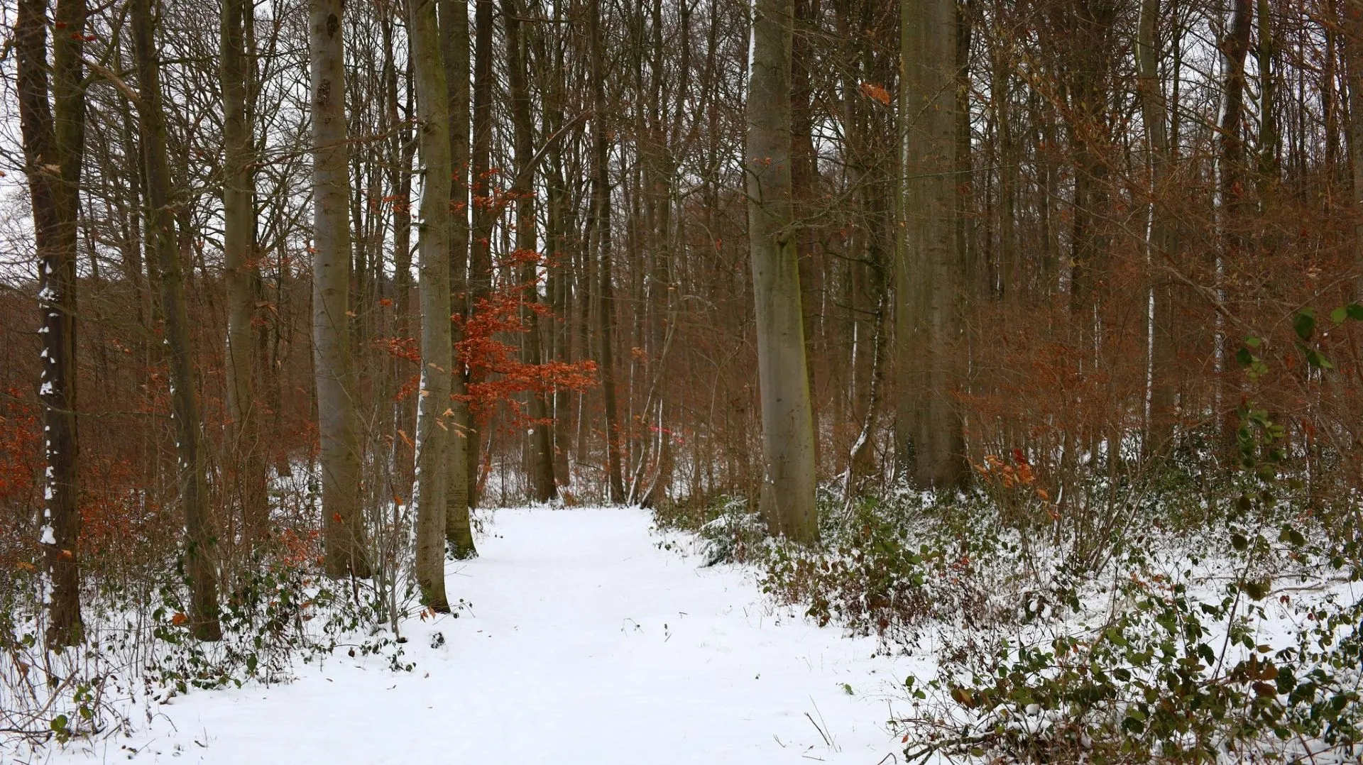 Les 12 marches Adeps du dimanche 18 janvier en Wallonie - RTBF Actus